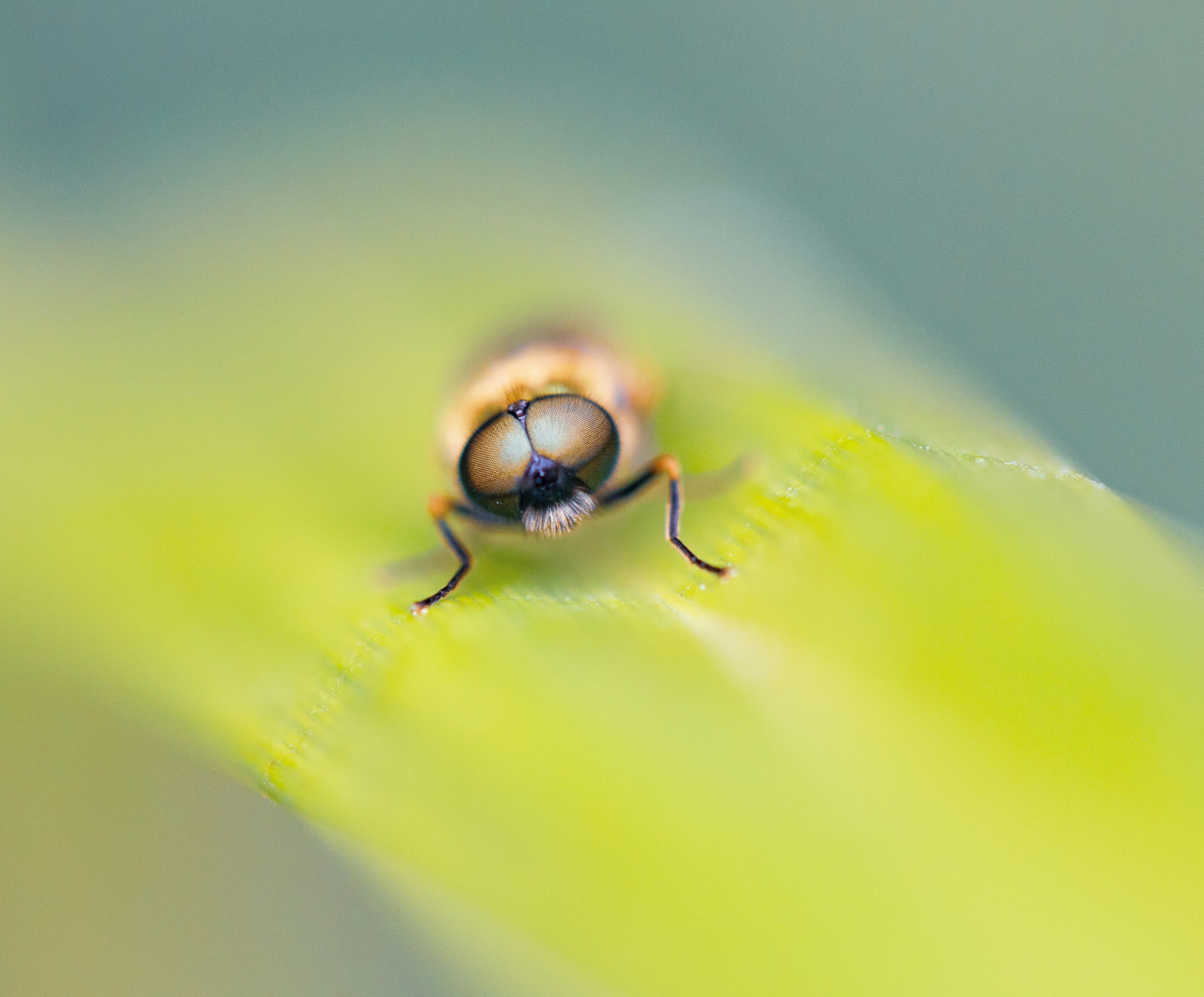 Hoverfly Close-Up on Lime Leaf: A Micro Portrait