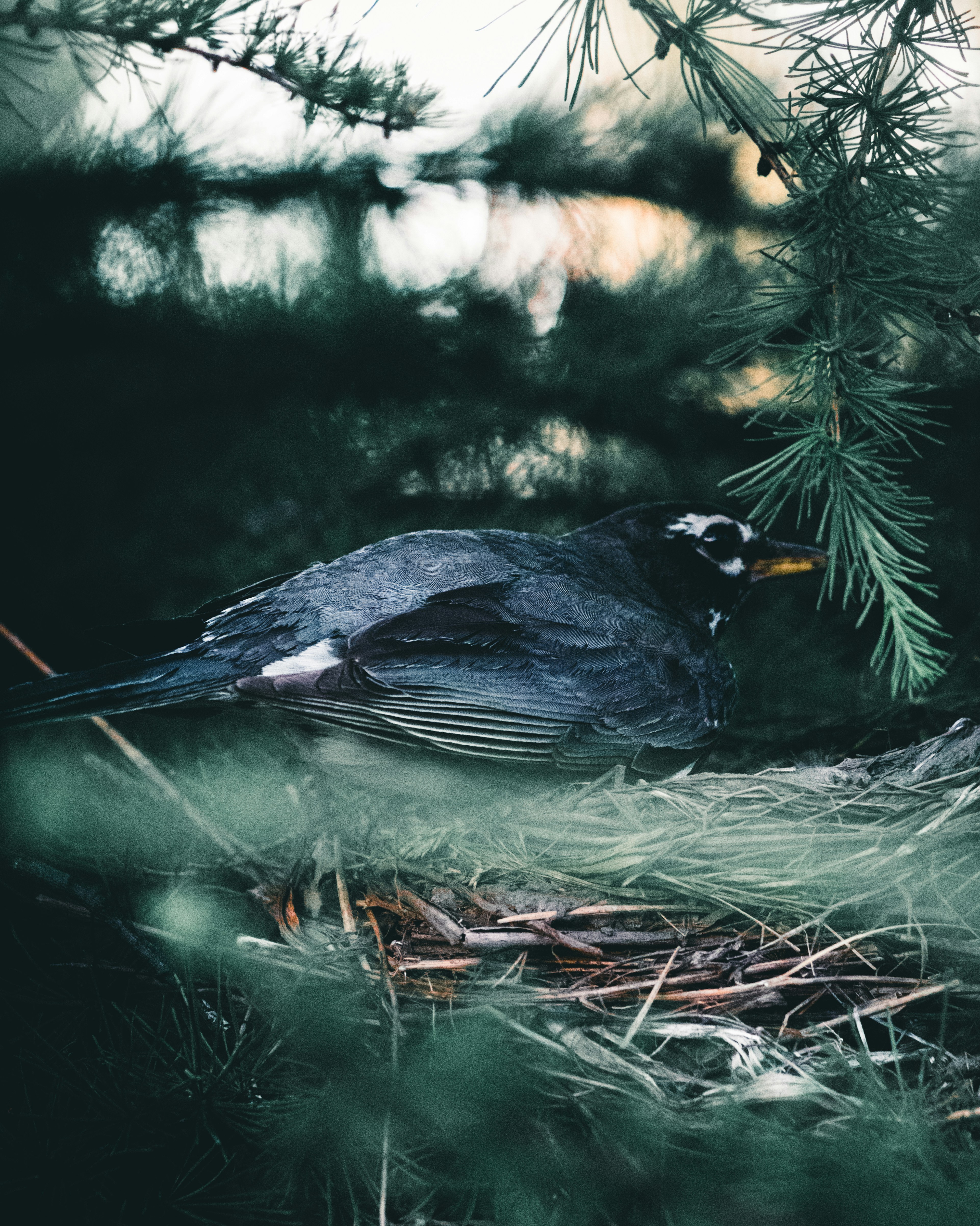 In the Needle's Nest: A Slate-Blue Bird Resting Among Conifer Threads