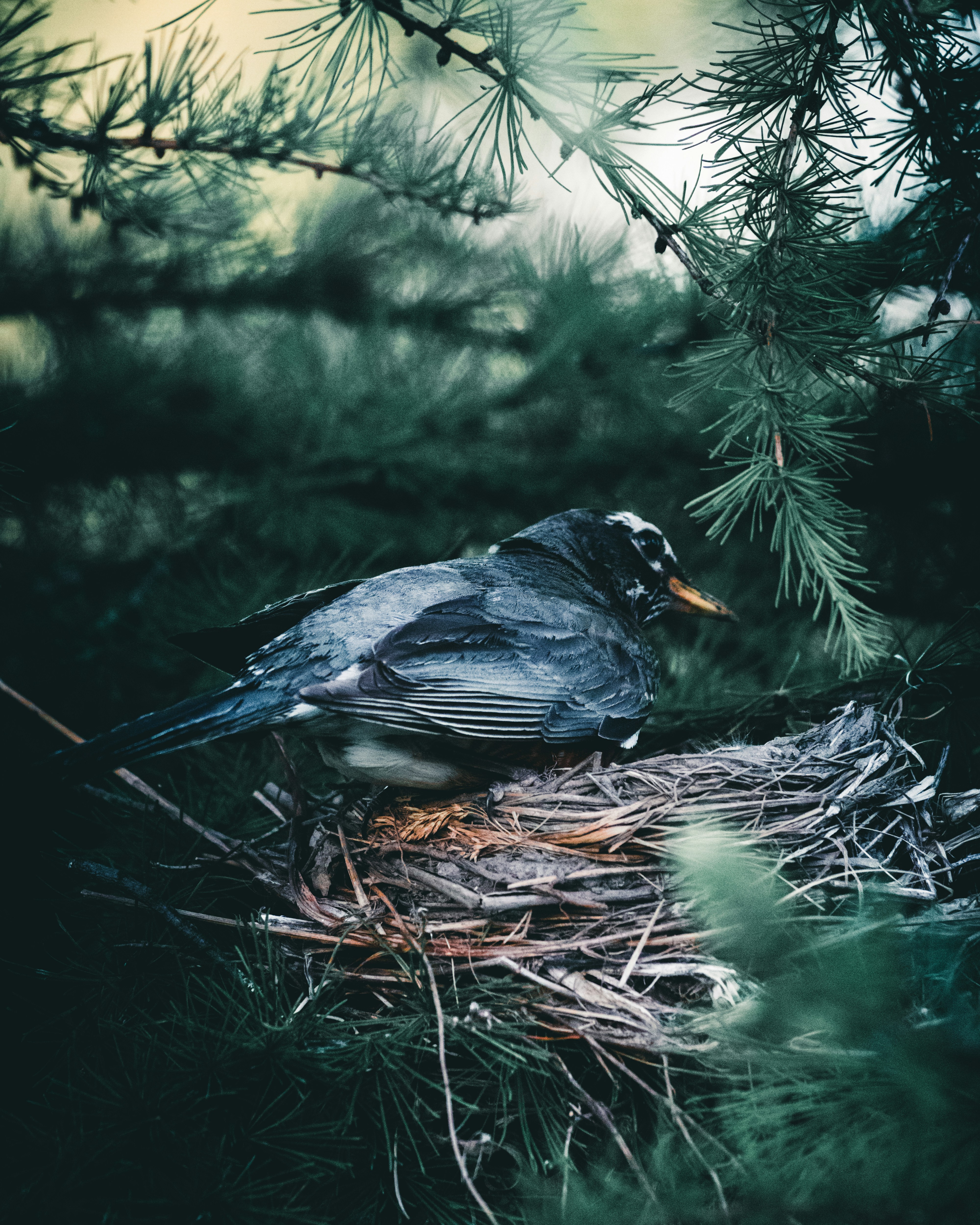 Blackbird in a Pine Nest: Quiet Perch Among Needle Fronds