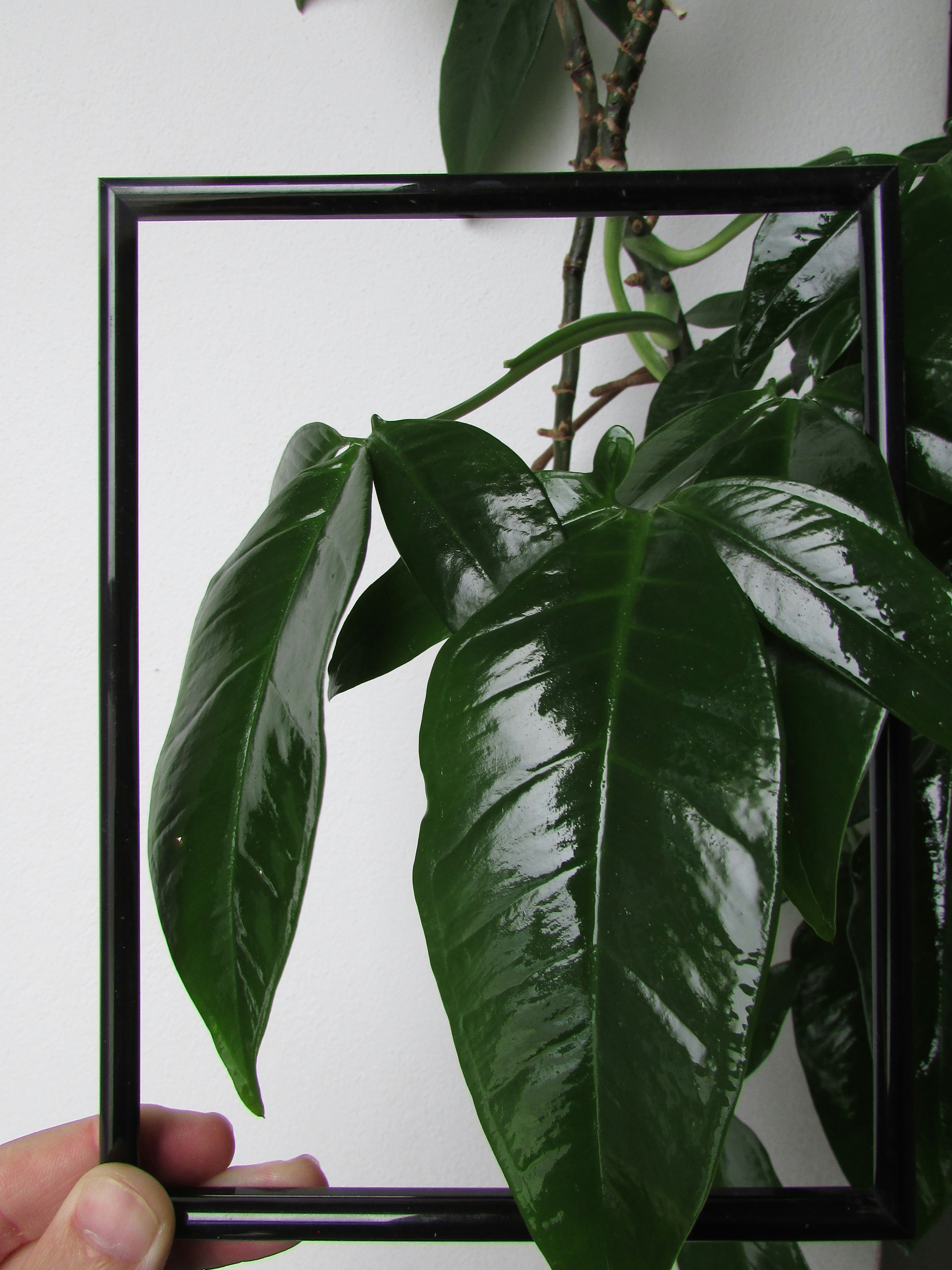 A hand holds a black frame that perfectly outlines vibrant green leaves, creating a unique juxtaposition of nature and art. The background features a simple white wall.