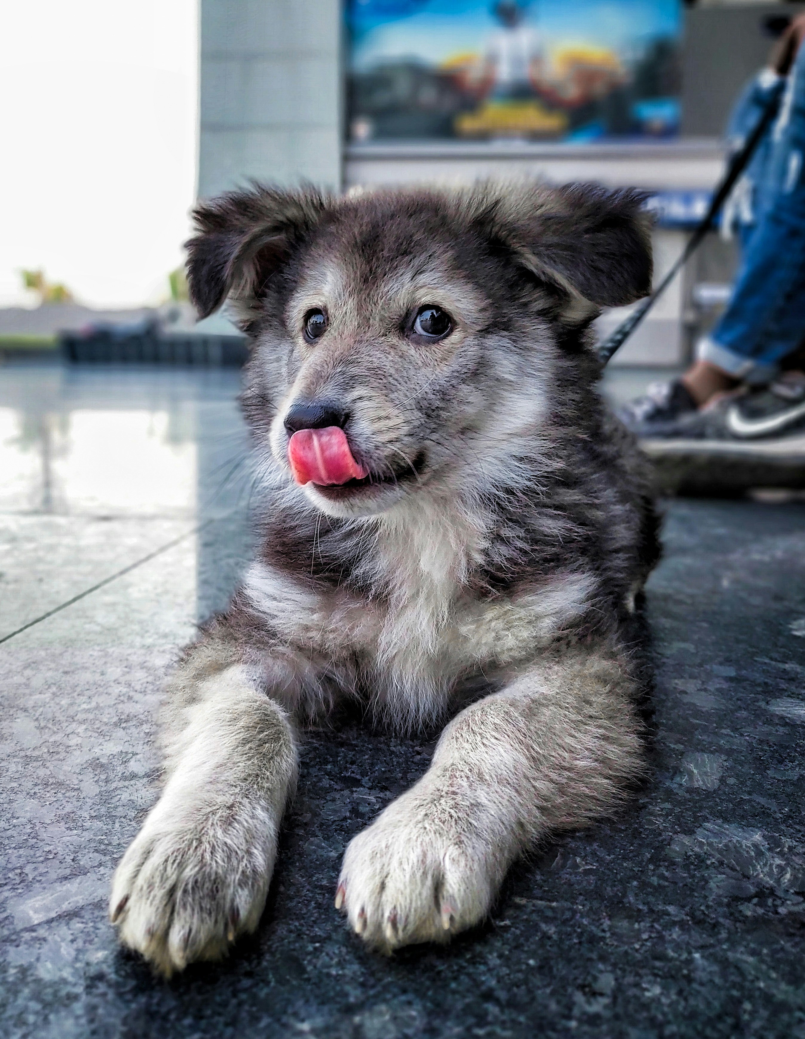 Fluffy puppy lying on a dark marble floor, licking its lips with a blurred urban backdrop.