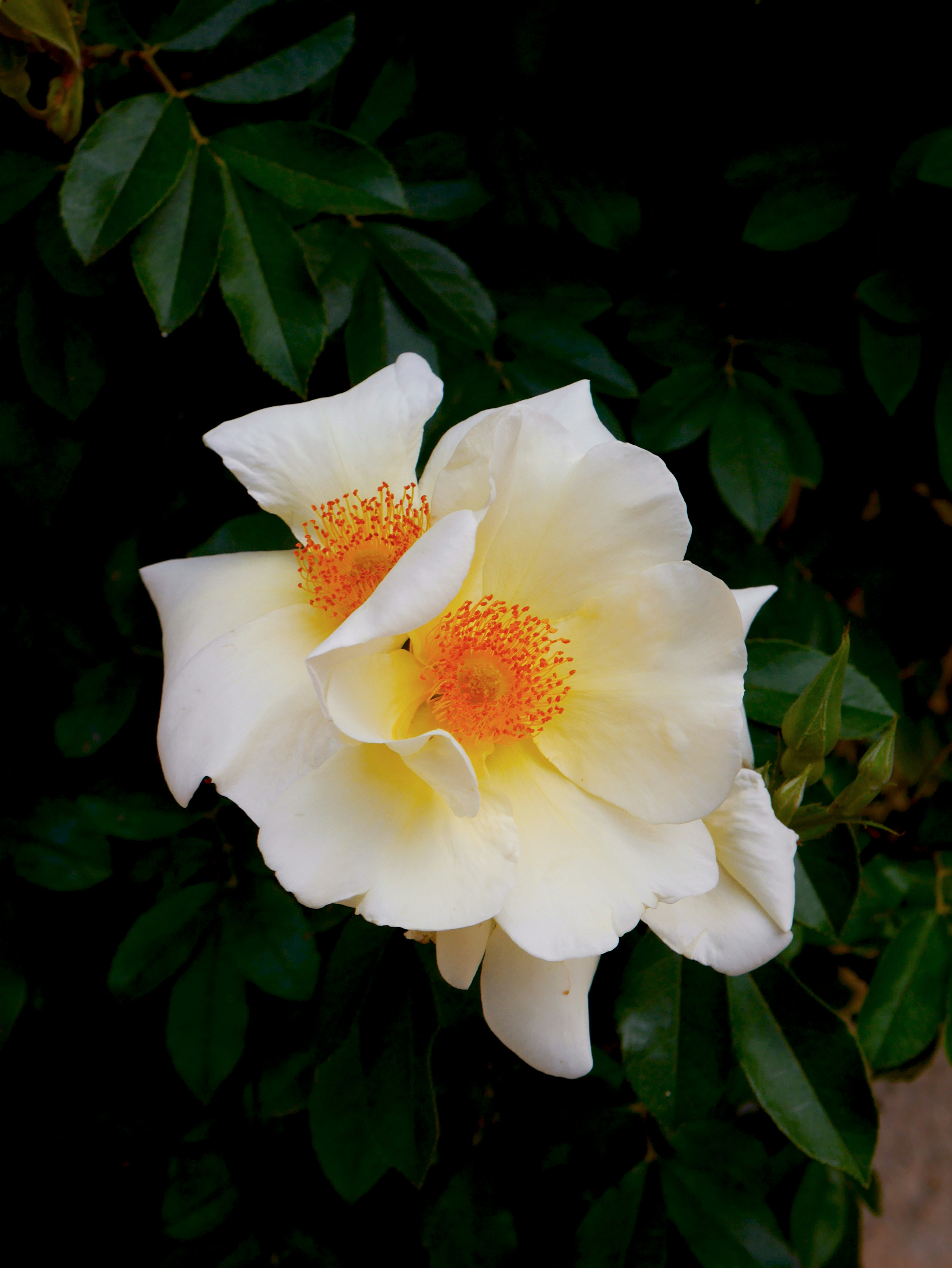 Creamy white rose with a sunlit amber center against a shadowed green backdrop