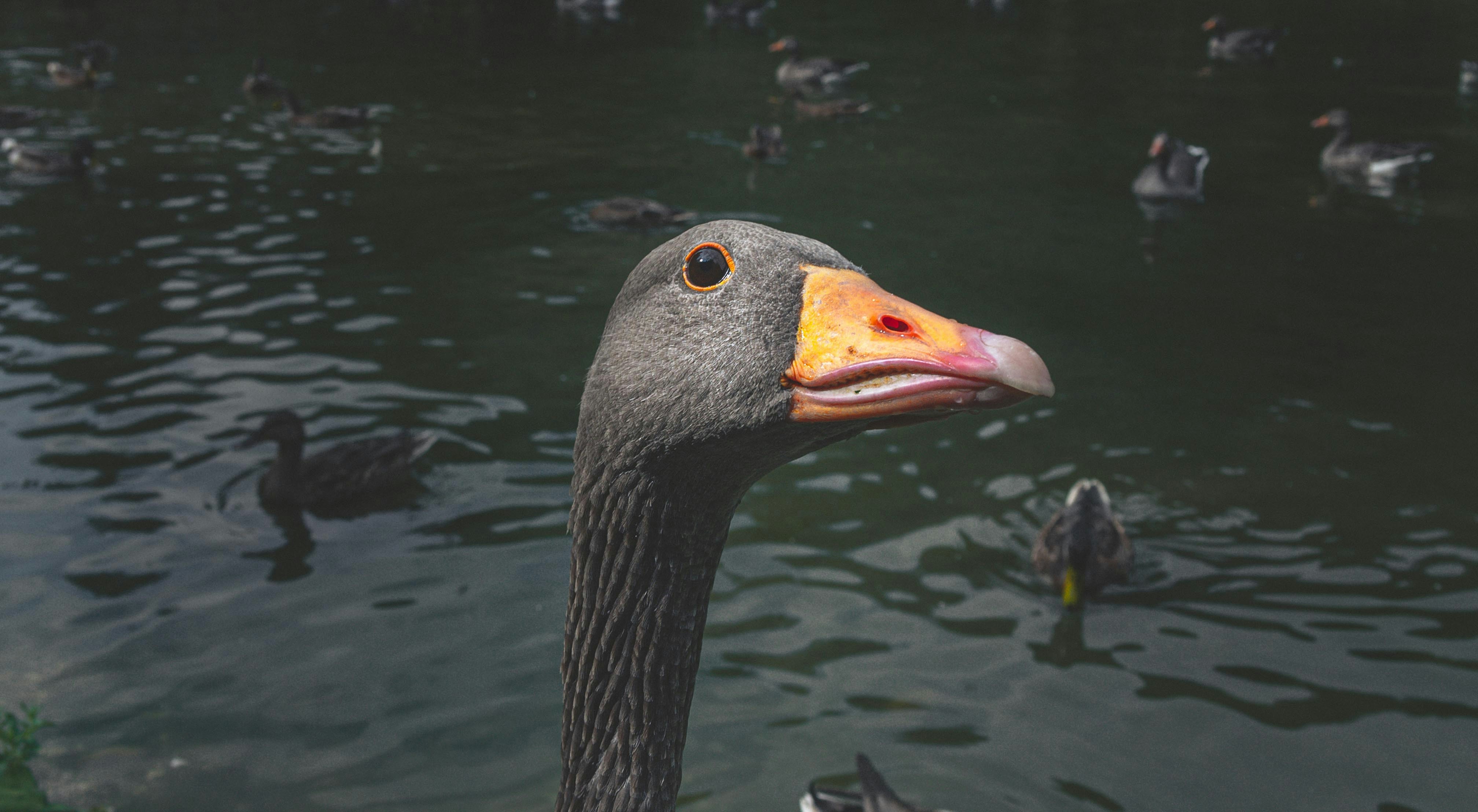Close-up of a goose with a vibrant orange beak standing out against a dark, reflective pond.