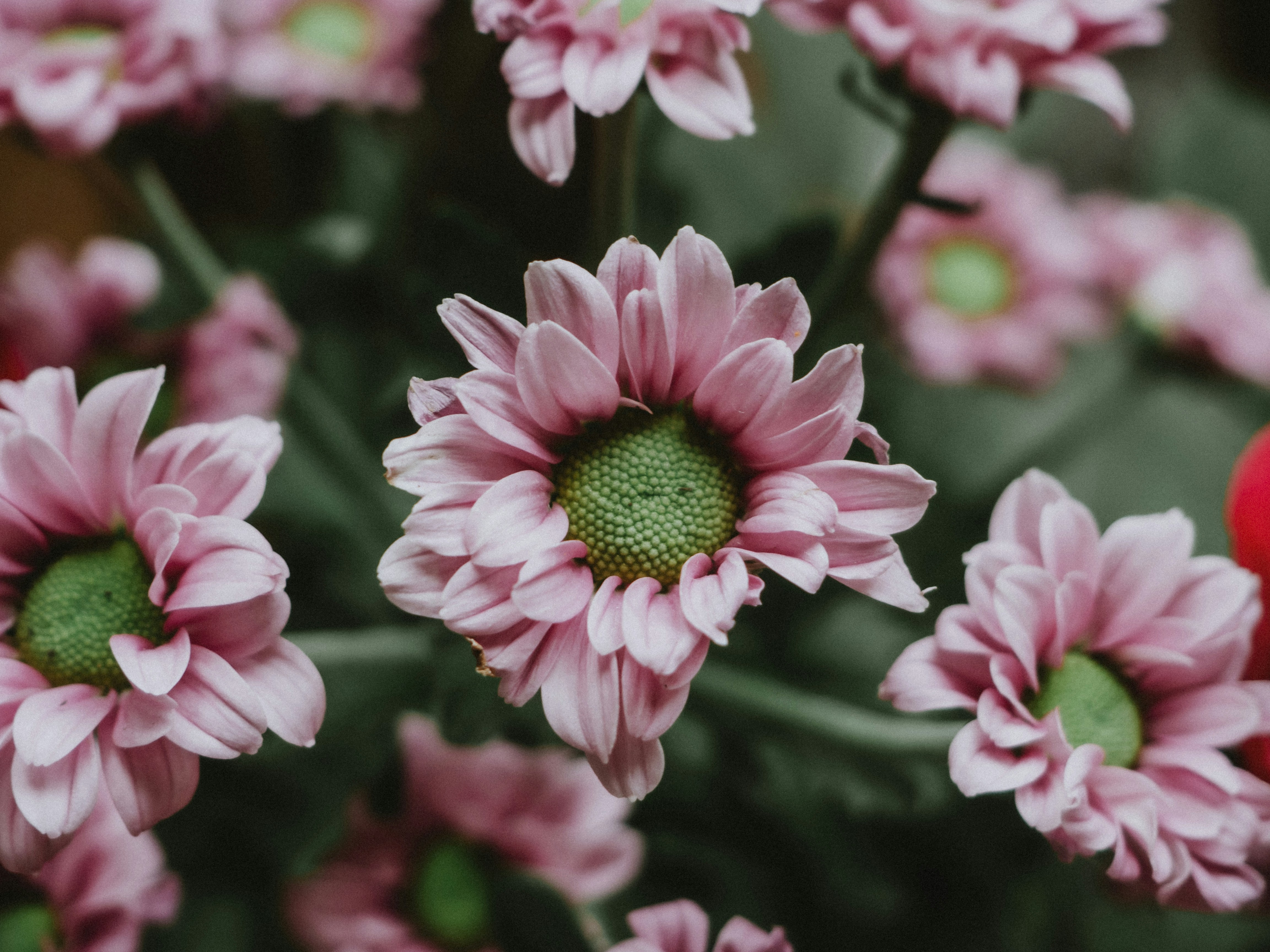 Petal Carousel: Close-Up of Pink Asters with Green Centers