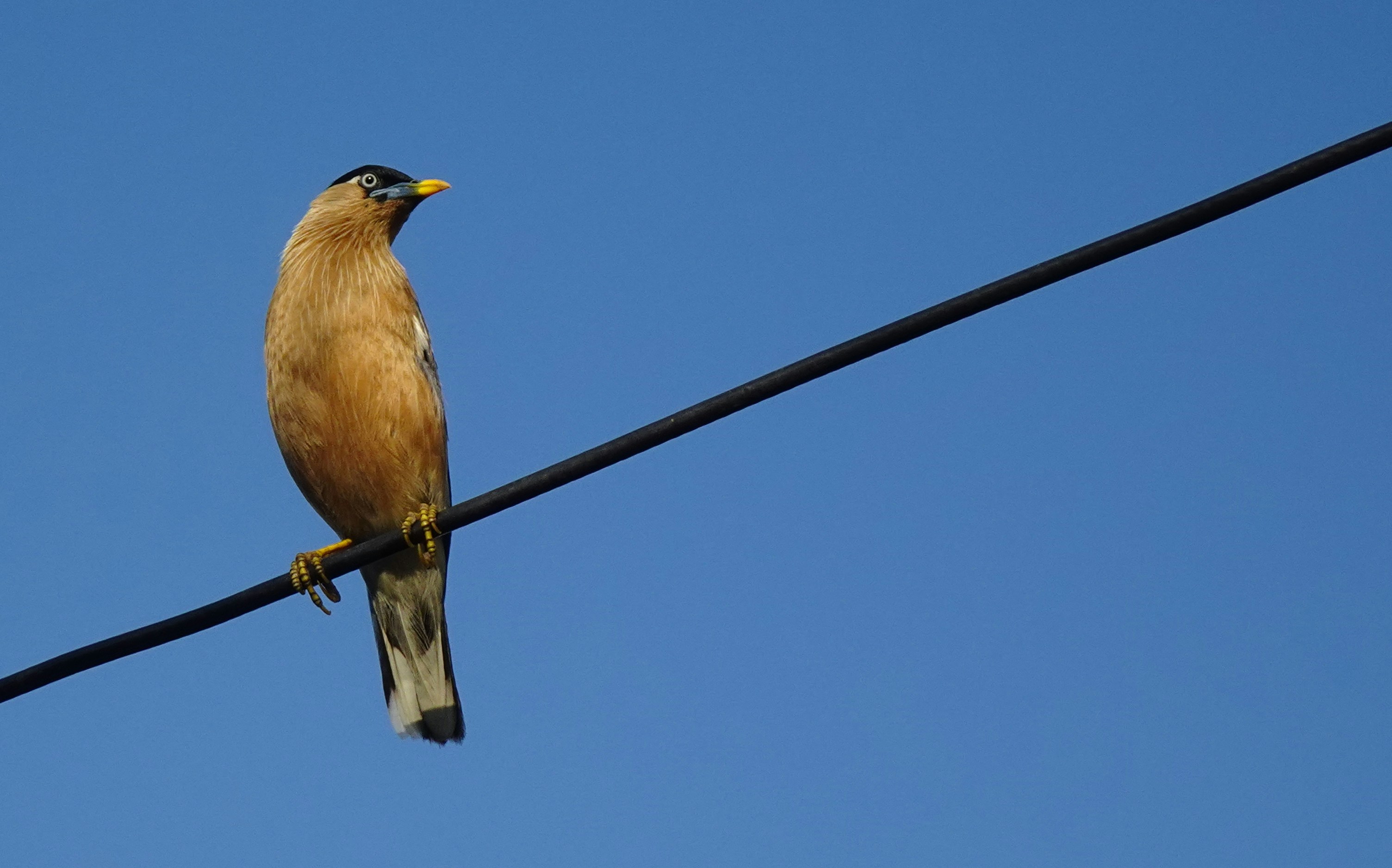Azure Sky Acrobats: A vigilant robin perched on a wire