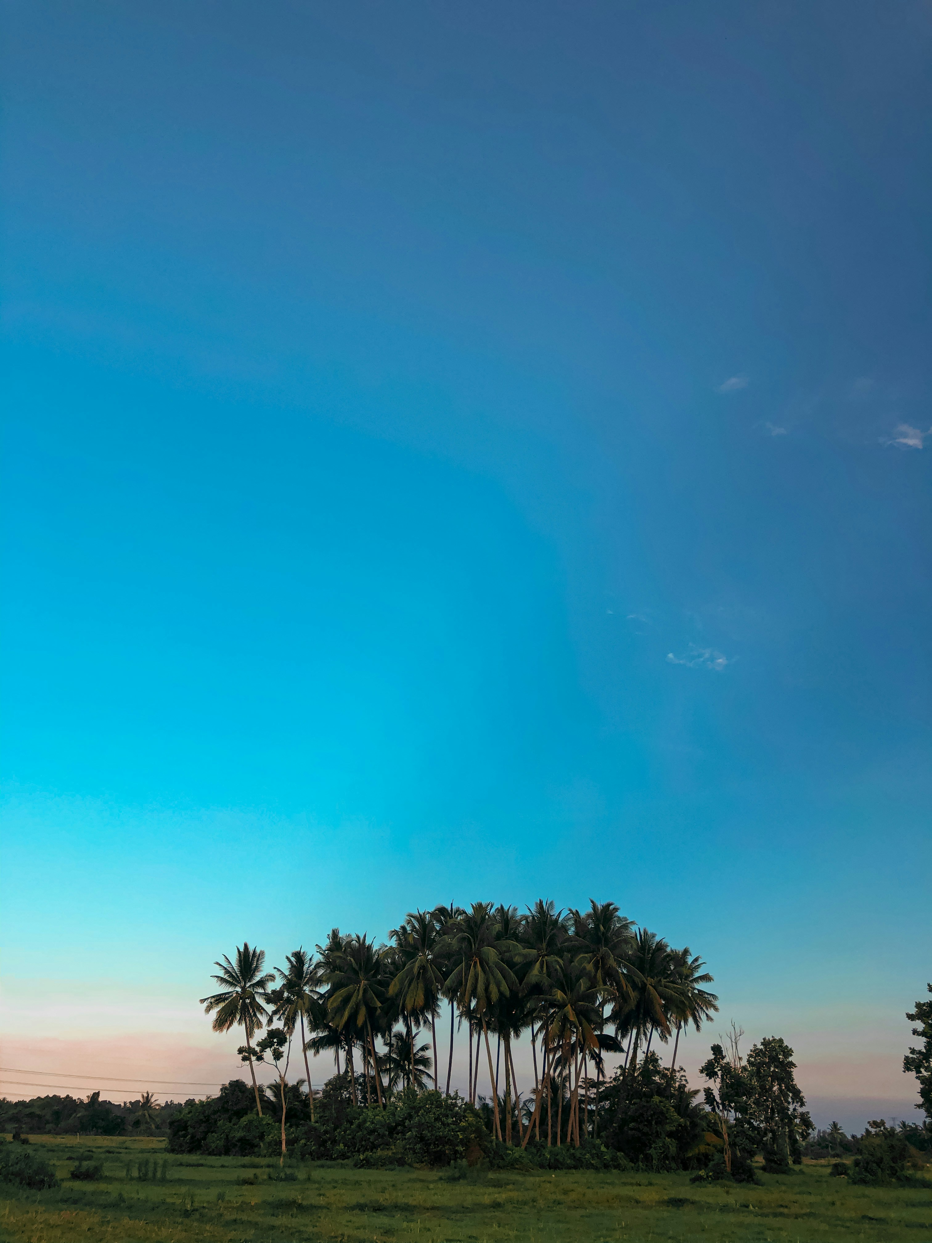 Palm Grove at Dusk: Silent Horizon Over a Green Plain