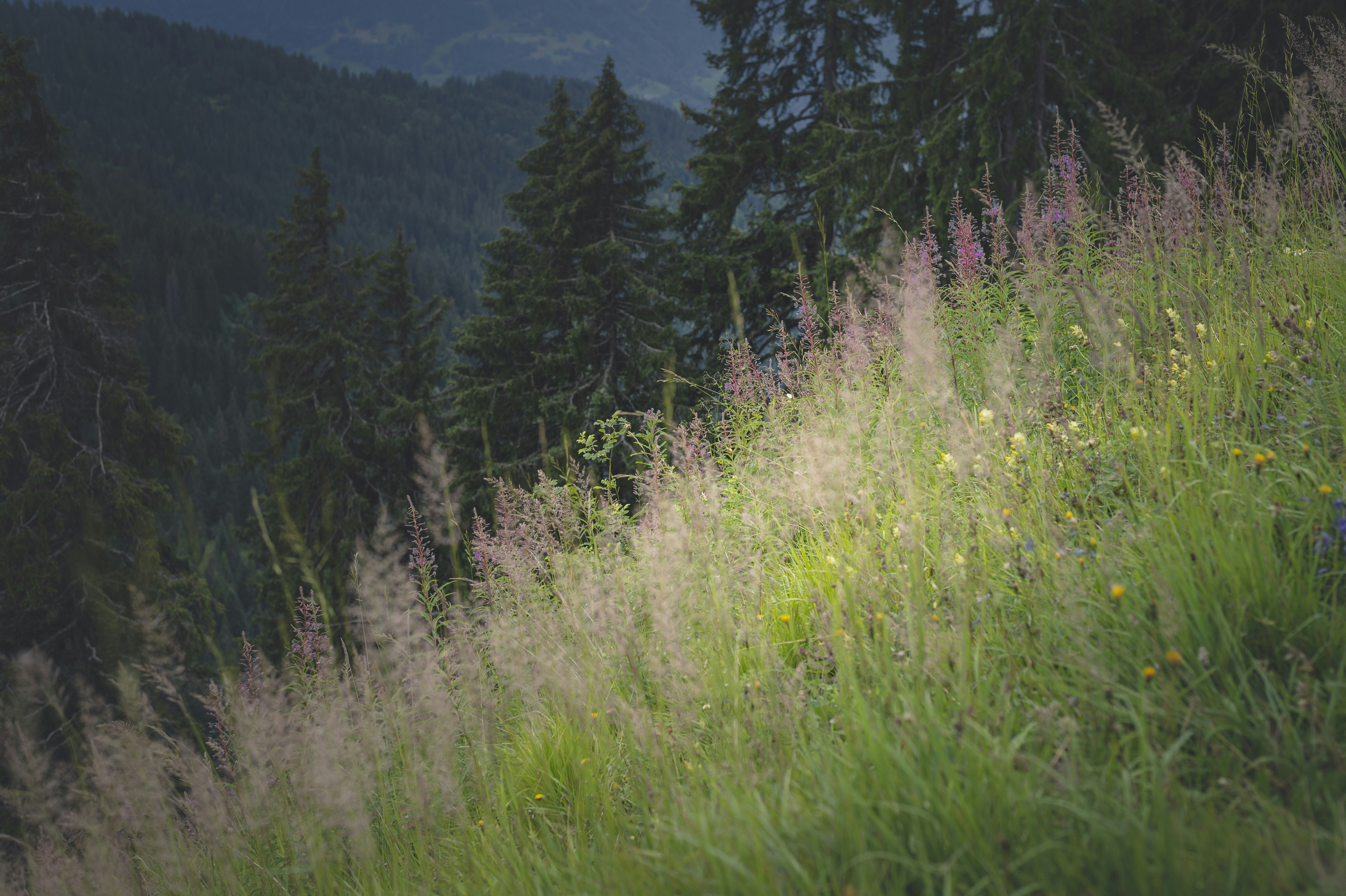 Ribbon of Pink-Tipped Grass over a Sunlit Alpine Slope