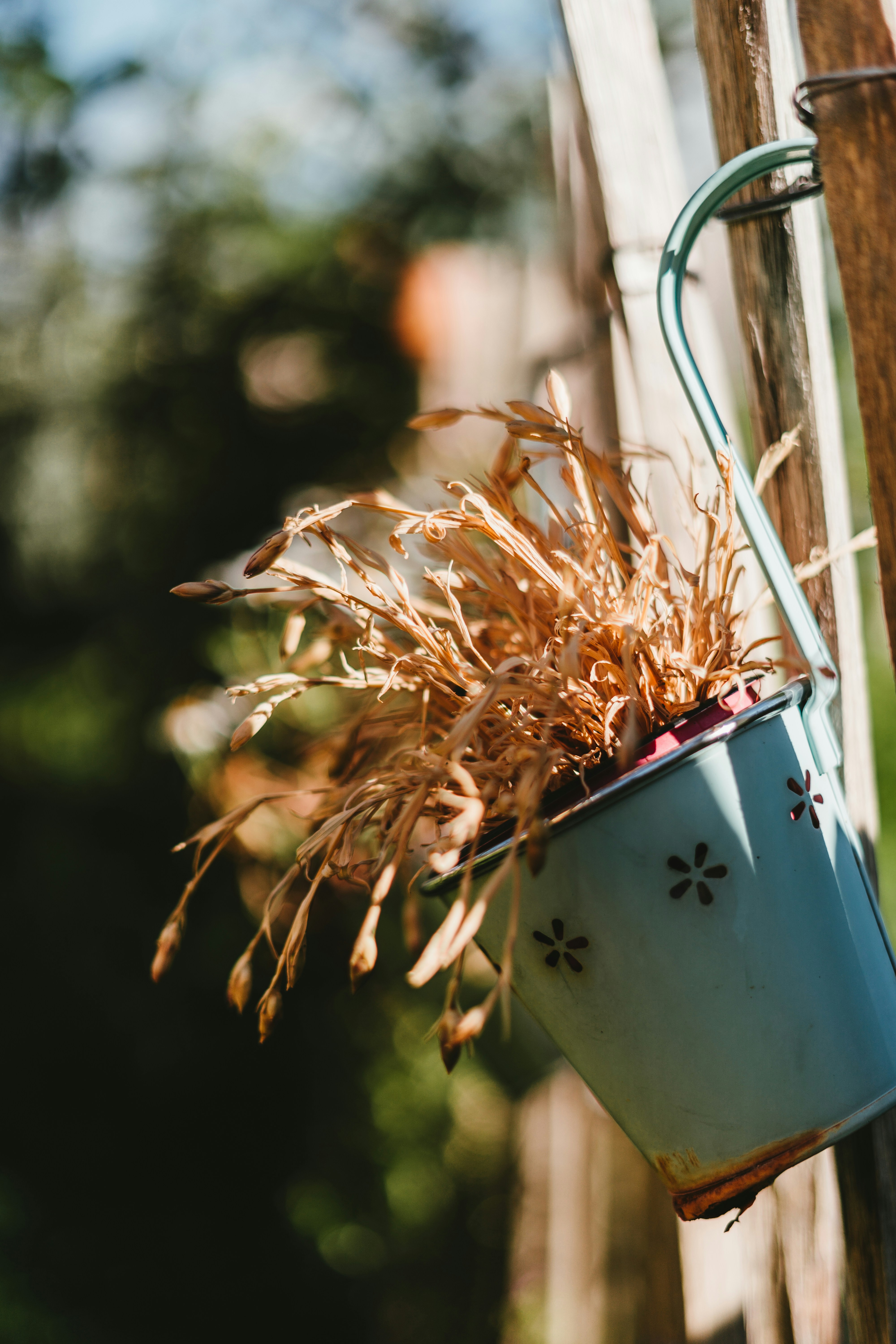 Lavender-tinted bucket on a weathered fence with dried grass bouquet