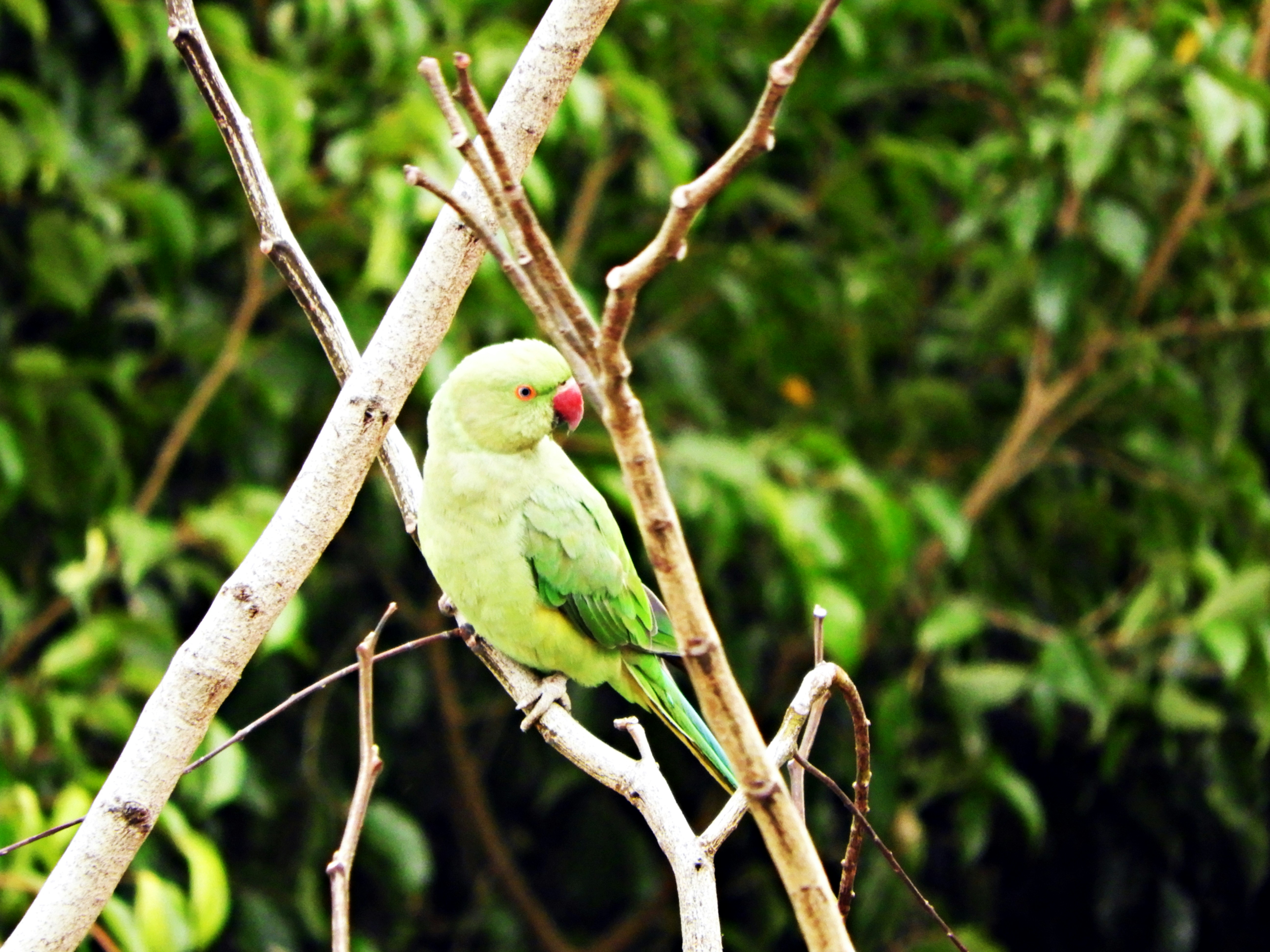 A green parakeet perched on a branch, surrounded by lush foliage. The vibrant colors of the bird contrast beautifully with the natural backdrop.