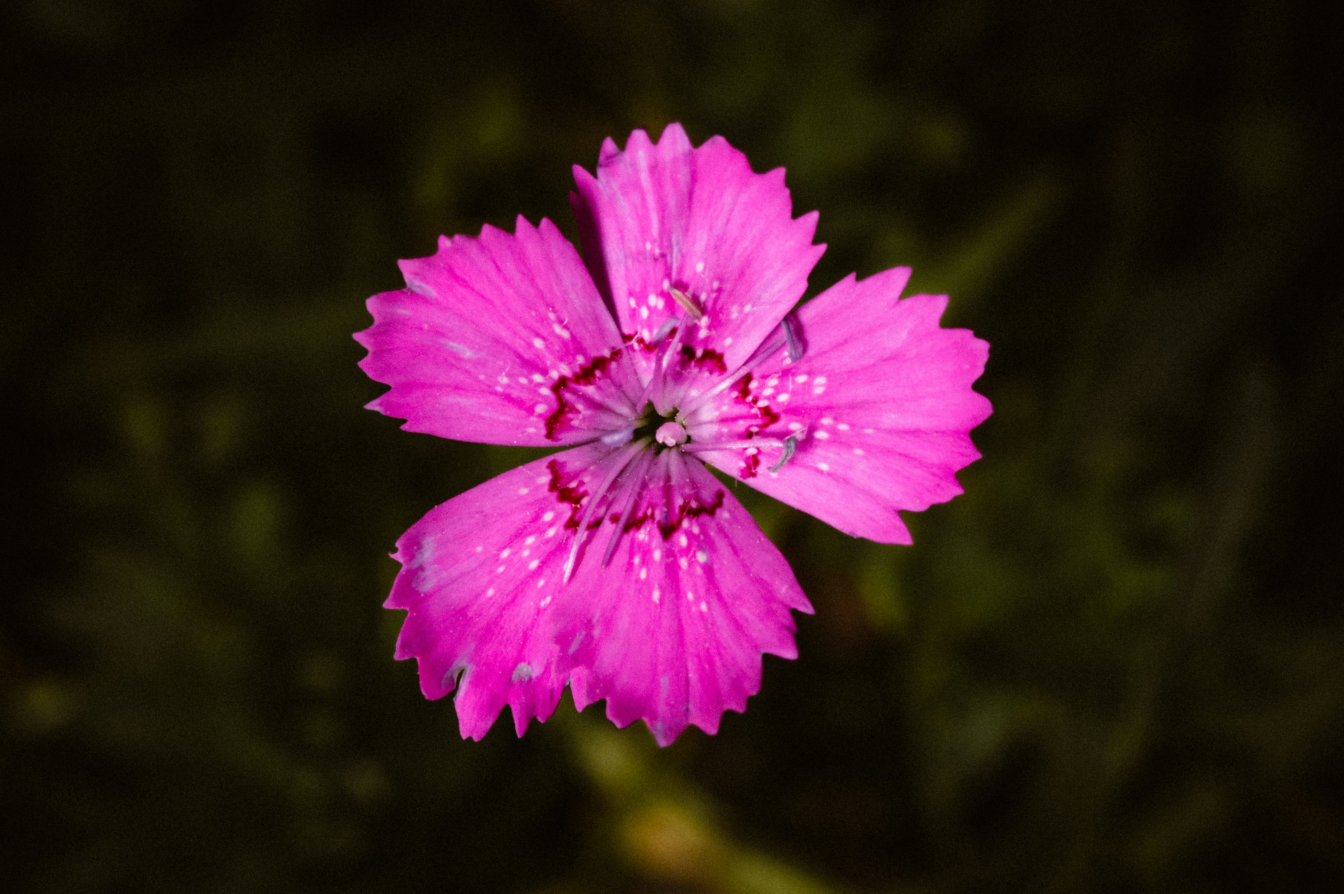 Velvet Magenta: Close-Up on a Dianthus Bloom