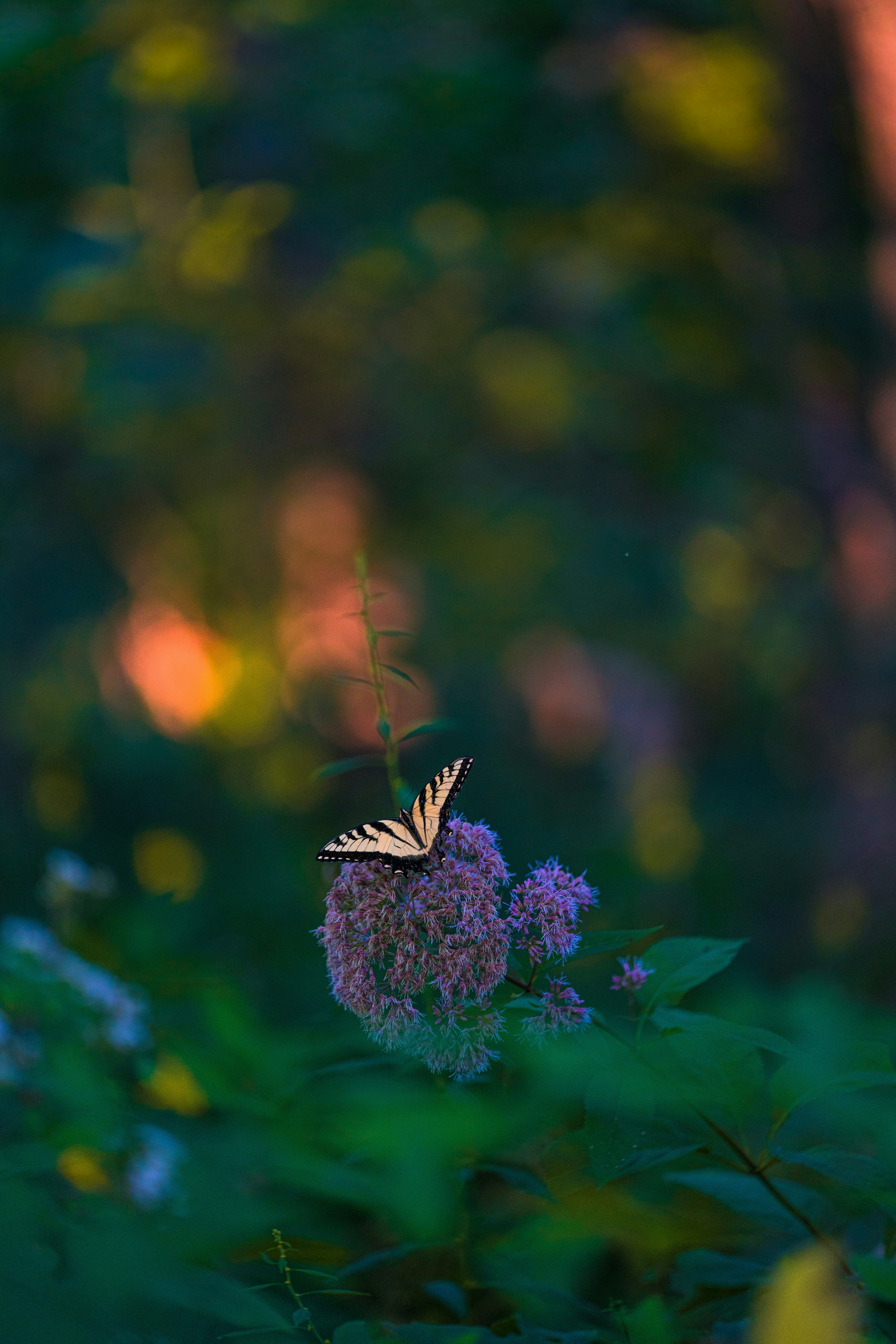 Swallowtail on a Violet Crown Amid Soft Meadow Glow