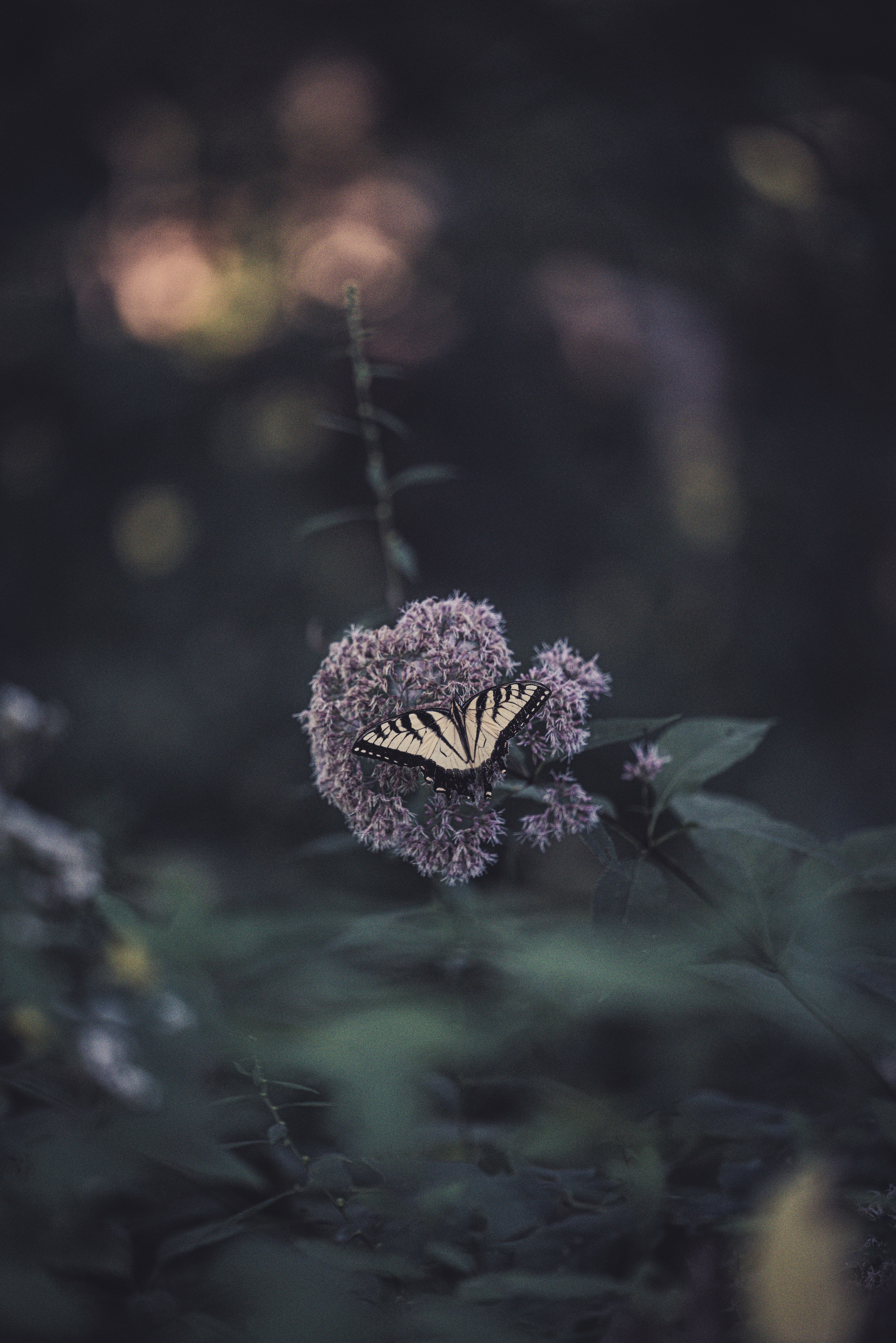 Swallowtail on Lavender in Dusk-Tinted Light
