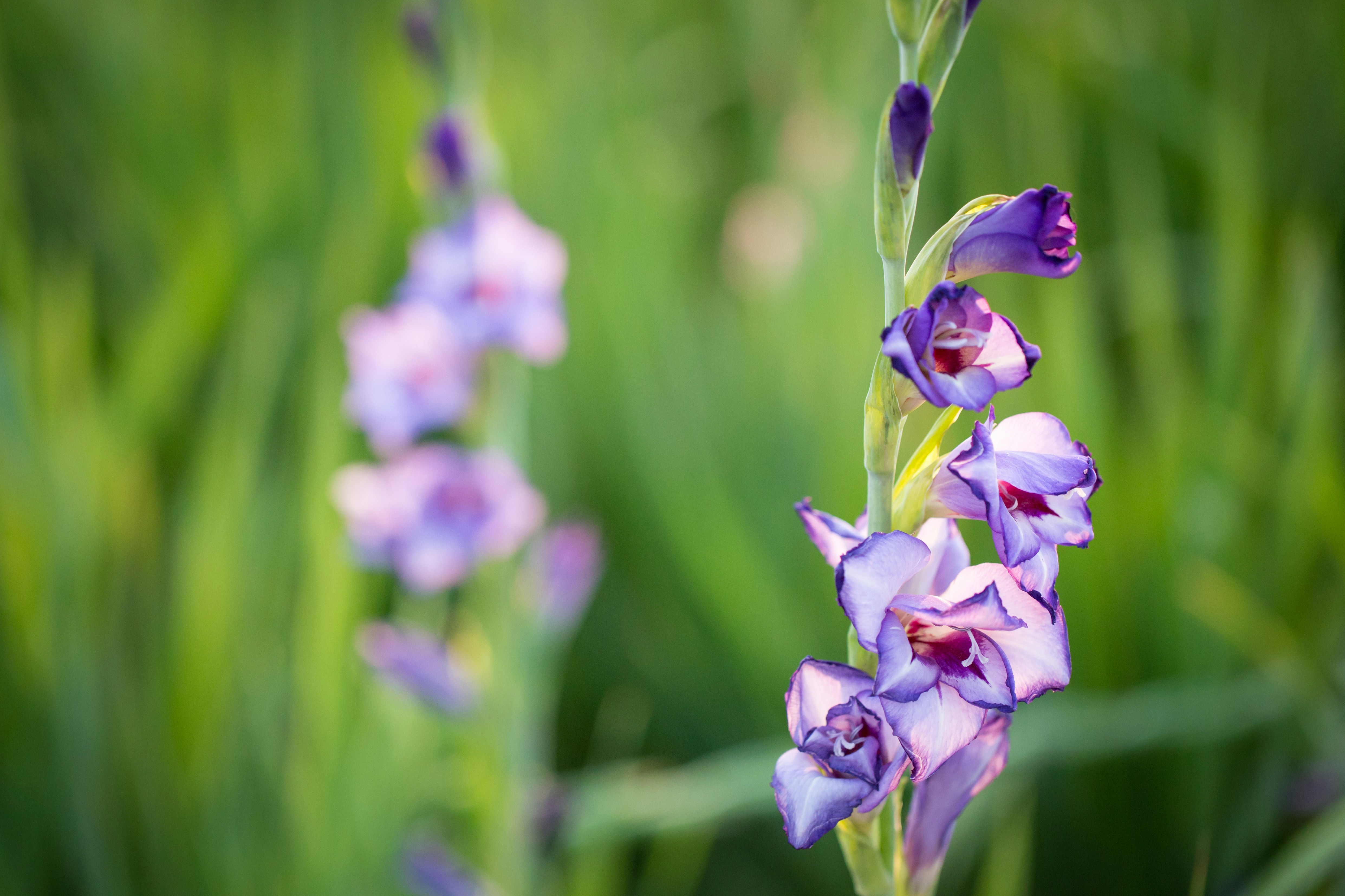 Purple and white flower in tilt shift lens photo – Free Plant Image on ...