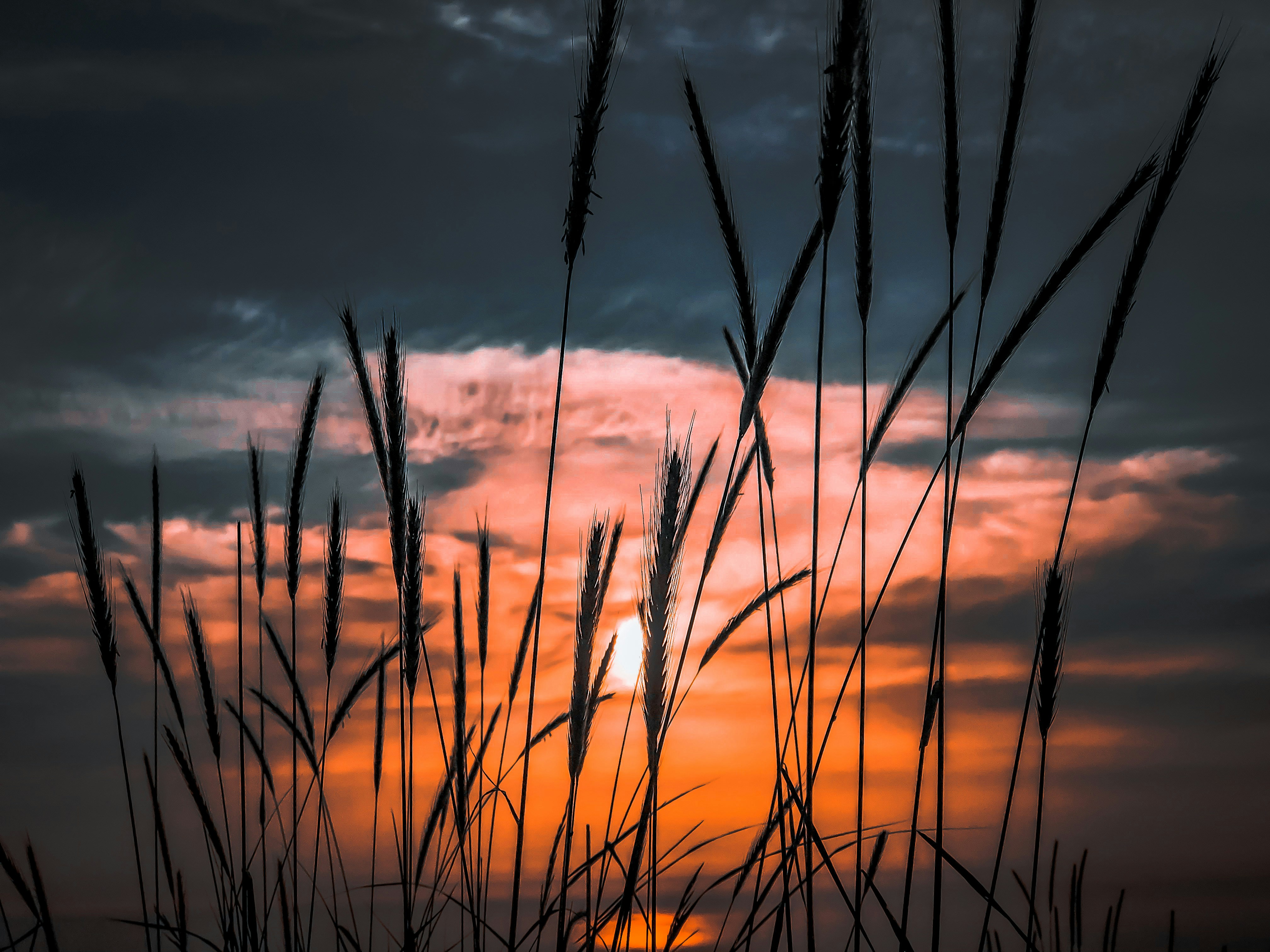 Silhouetted grass sways against a vibrant sunset, where hues of orange and purple blend seamlessly in the sky.