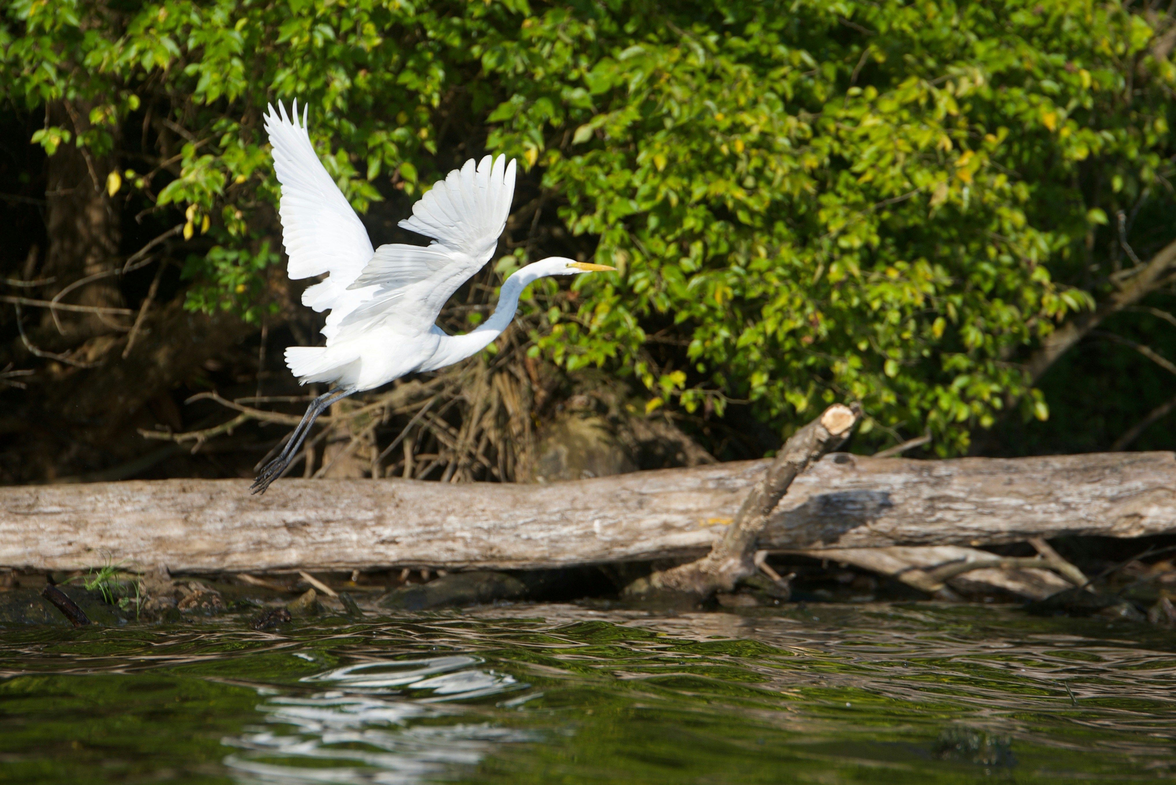 White Heron in Flight Over Tidal Edge