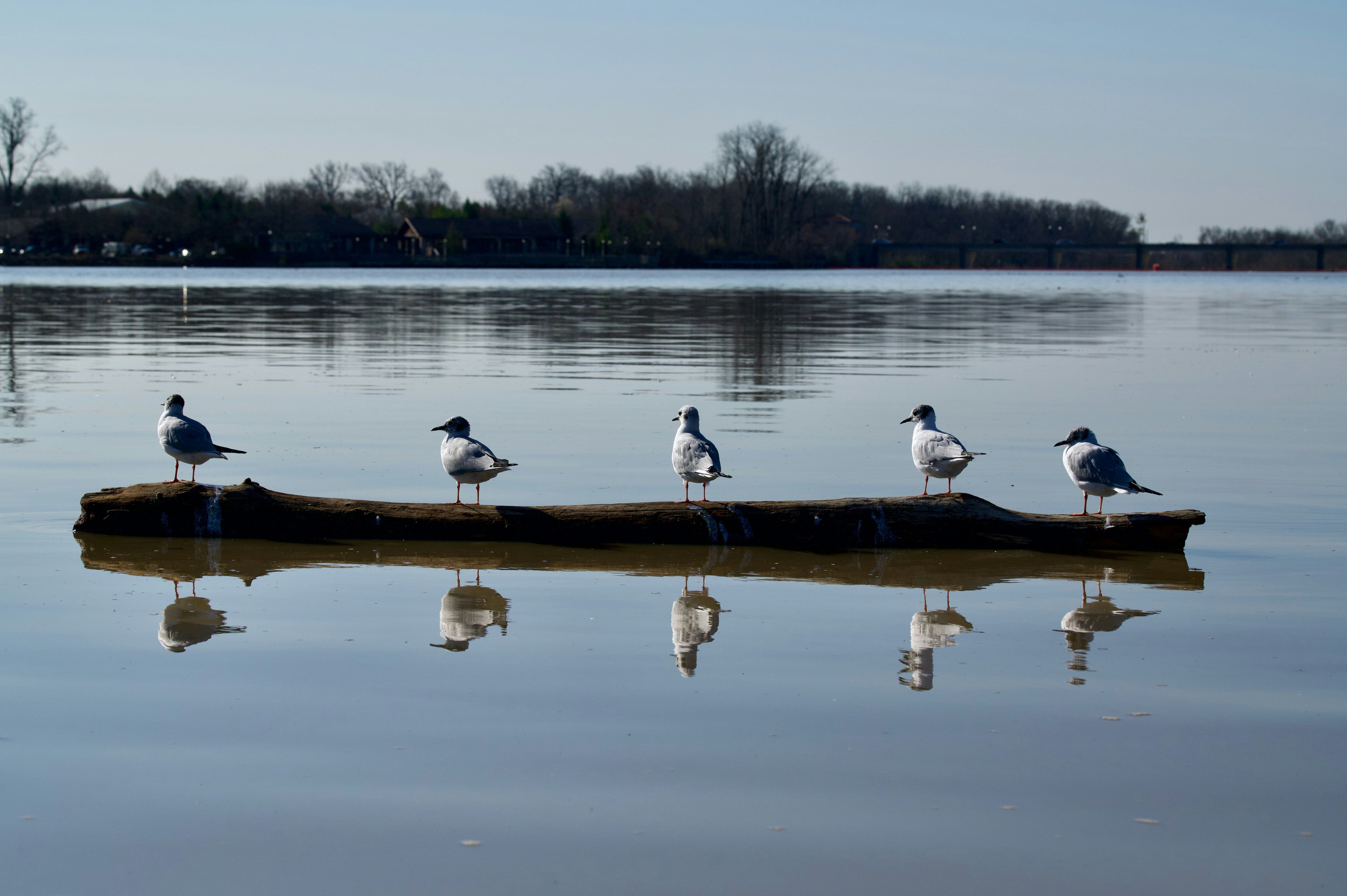 Five Seagulls on a Glassy Lake: A Quiet Log Portrait
