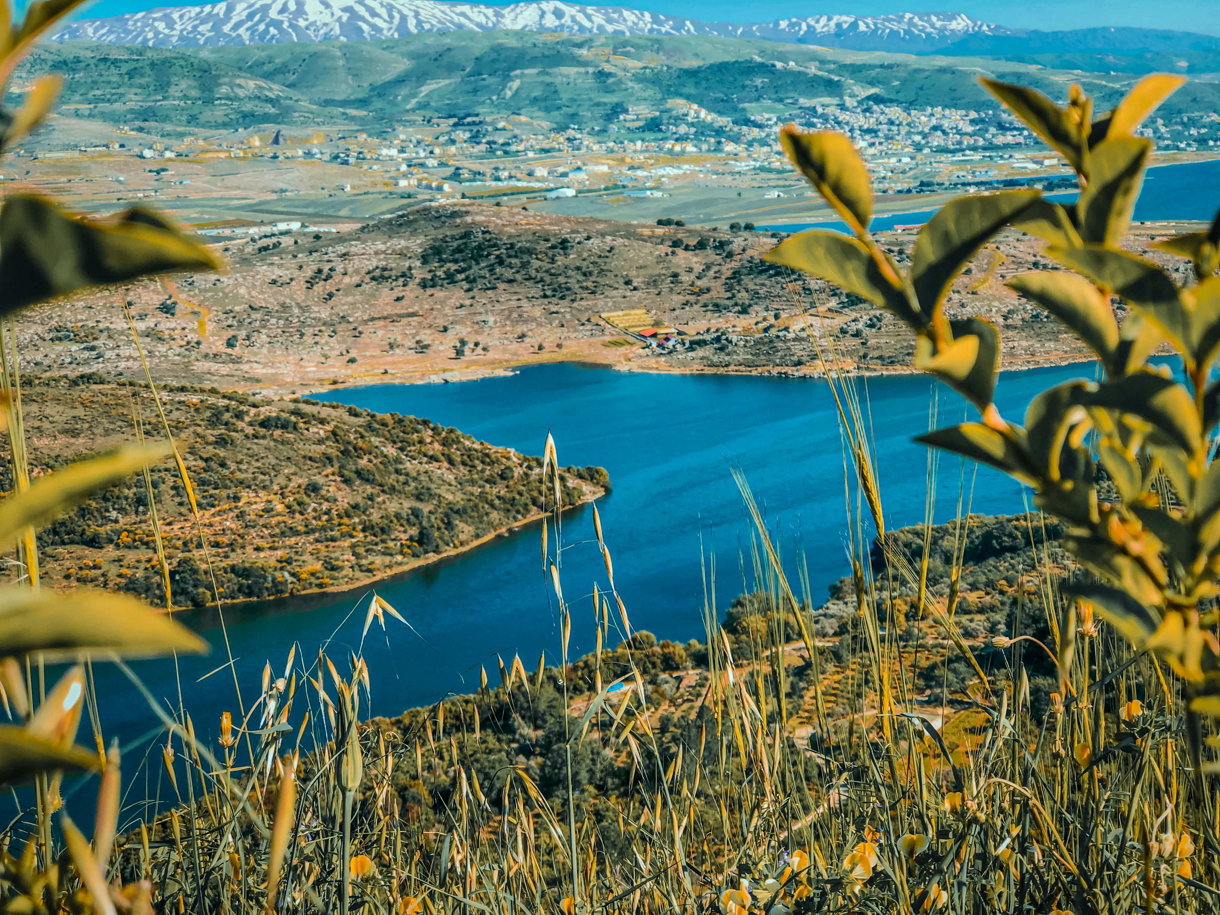 green plant on brown soil near body of water during daytime