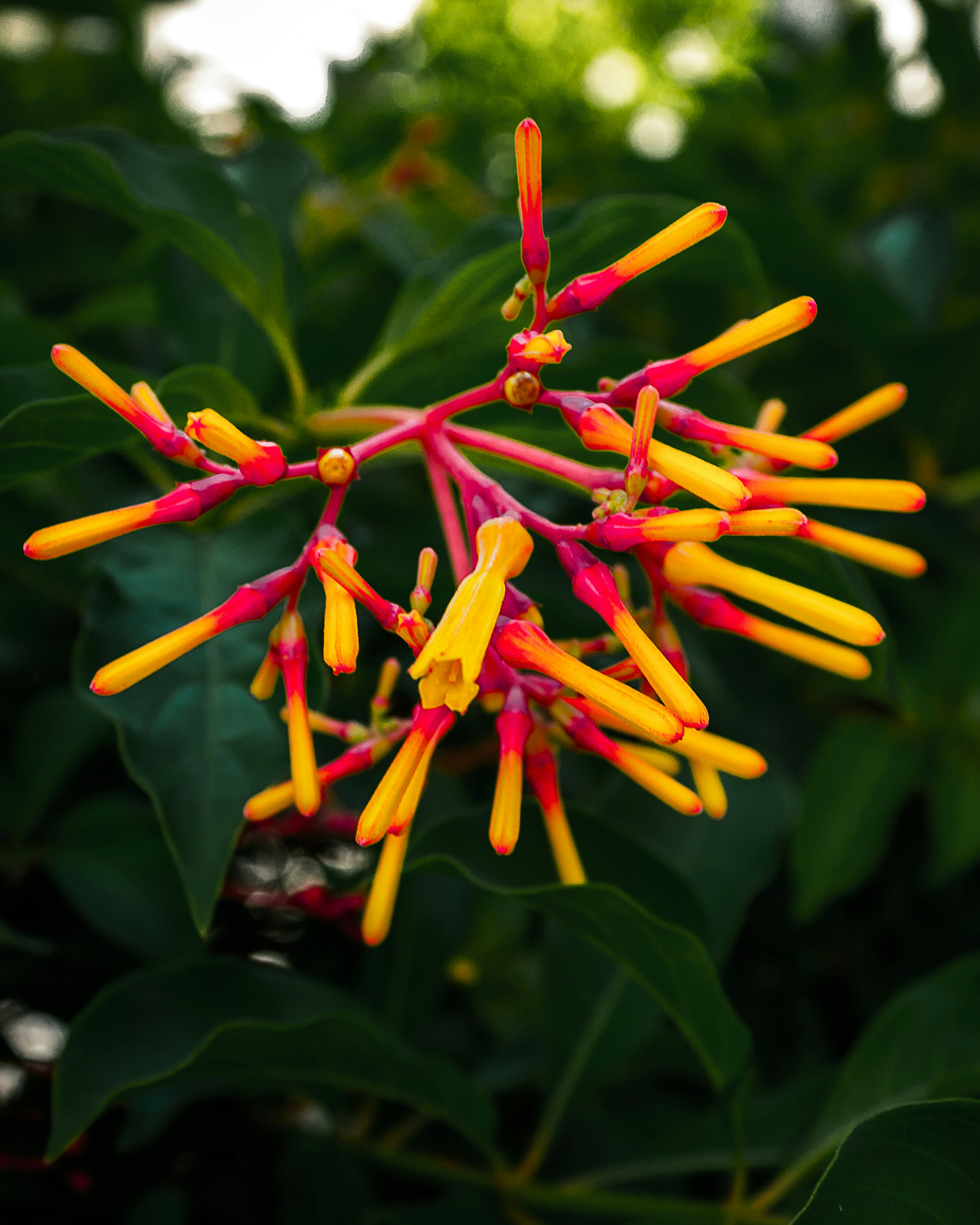 Neon Torch Bloom: a close-up of fiery tropical florets