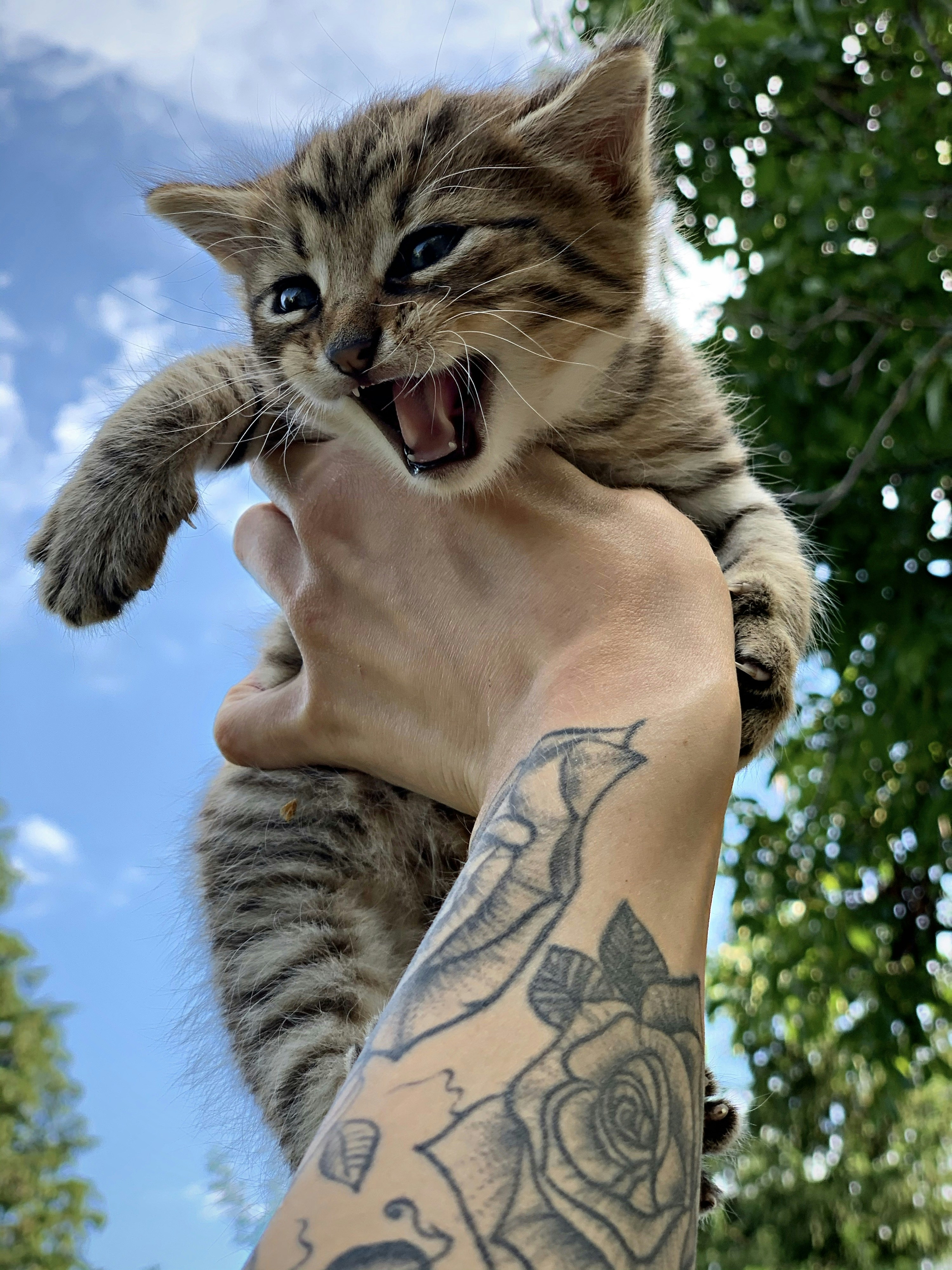 Yawn in the Grip: A Kitten Crowned by Ink Under a Blue Sky