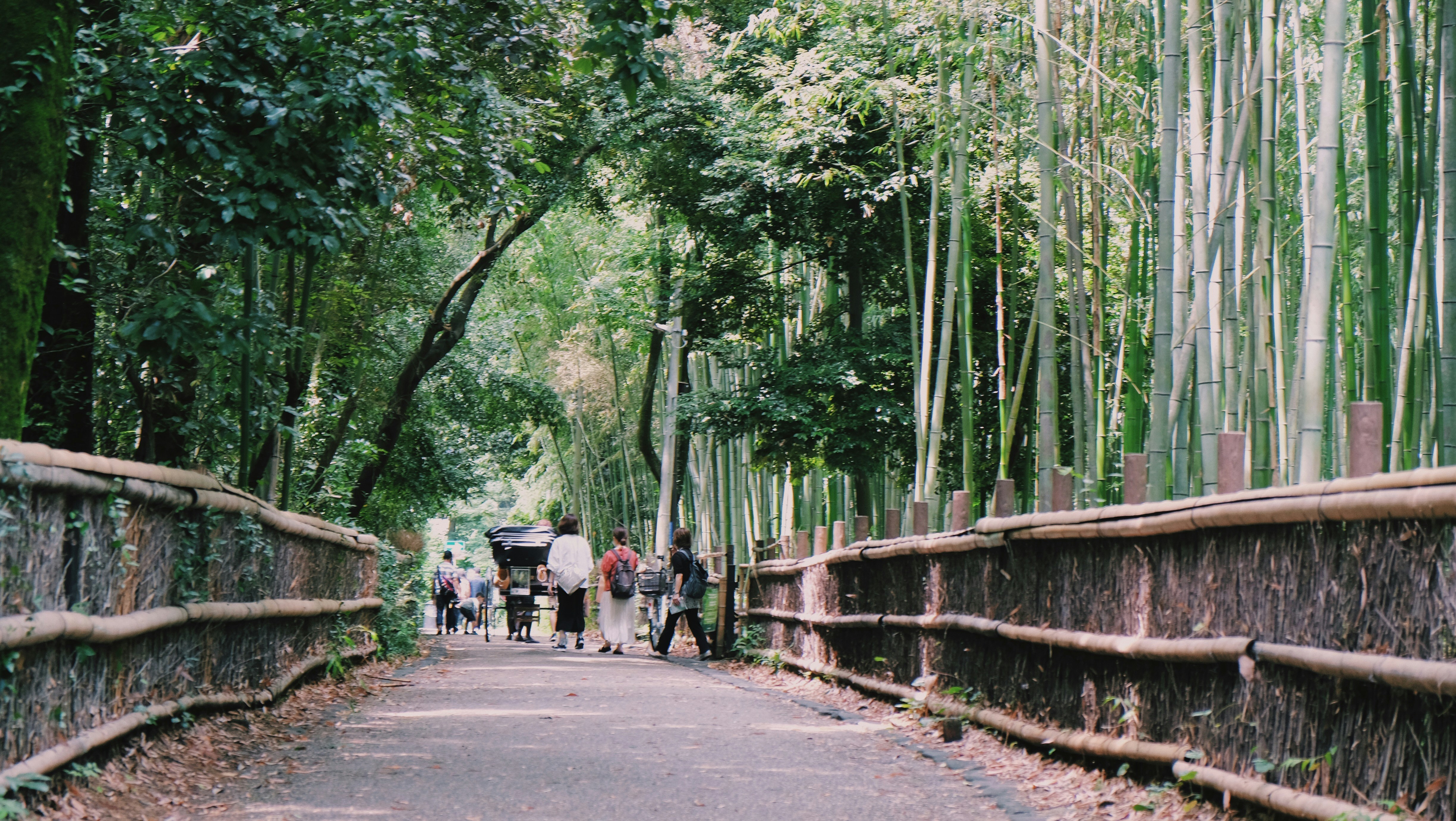 Green Corridor: A Quiet Walk Along a Bamboo-Guarded Path