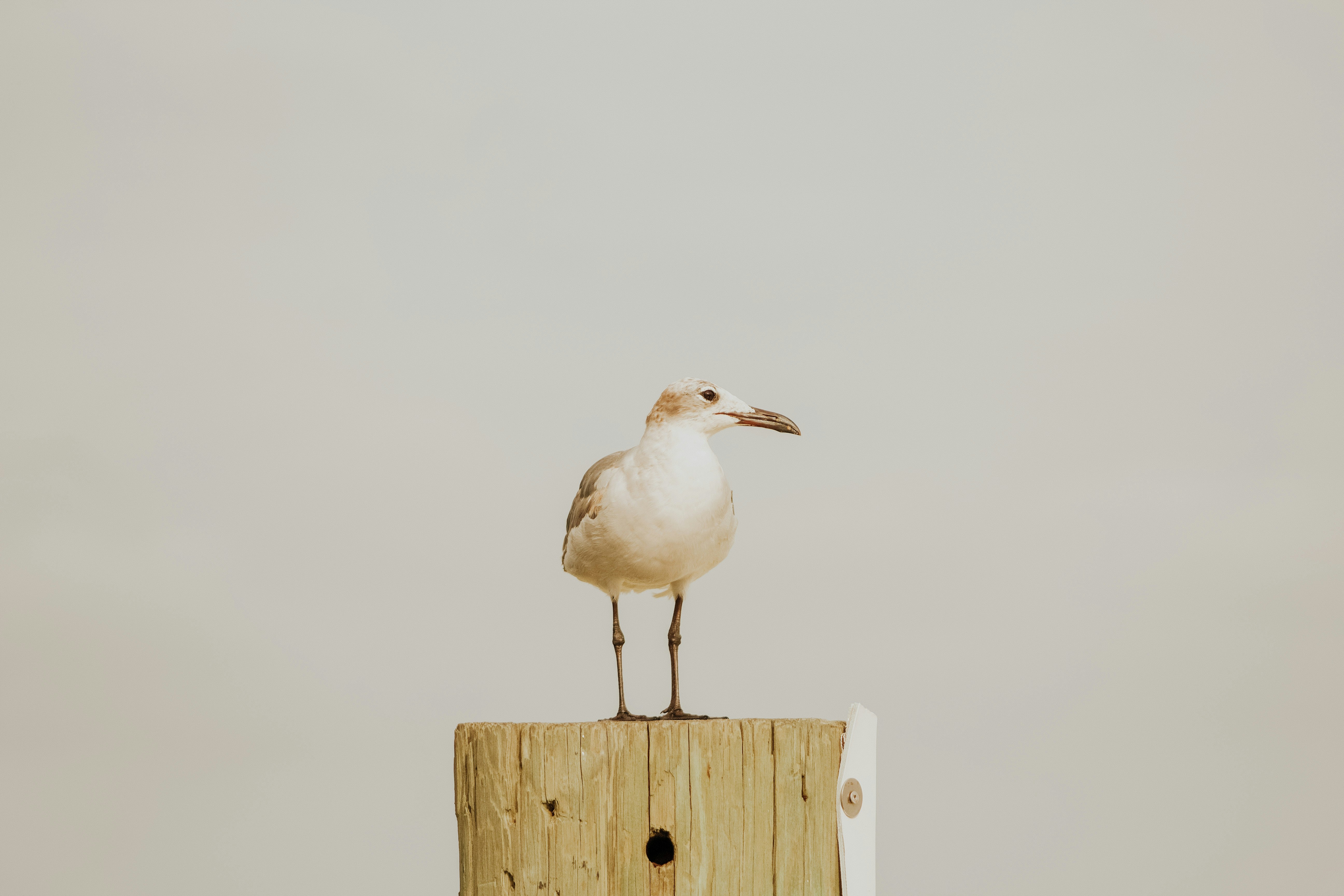 Quiet Sentinel: Seagull on a Weathered Post