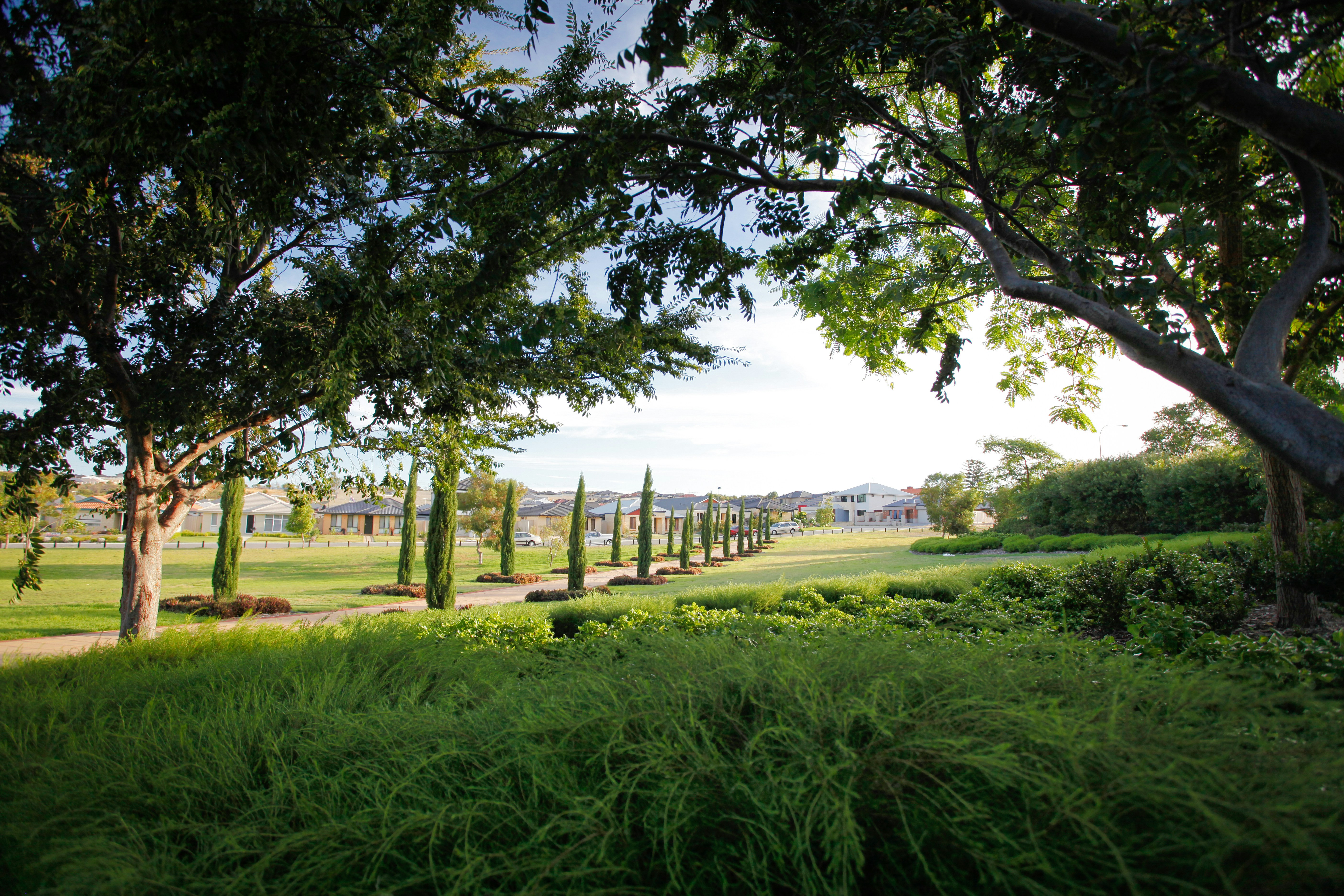 Sunlit Avenue: A Landscape of Lawn, Trees, and Distance