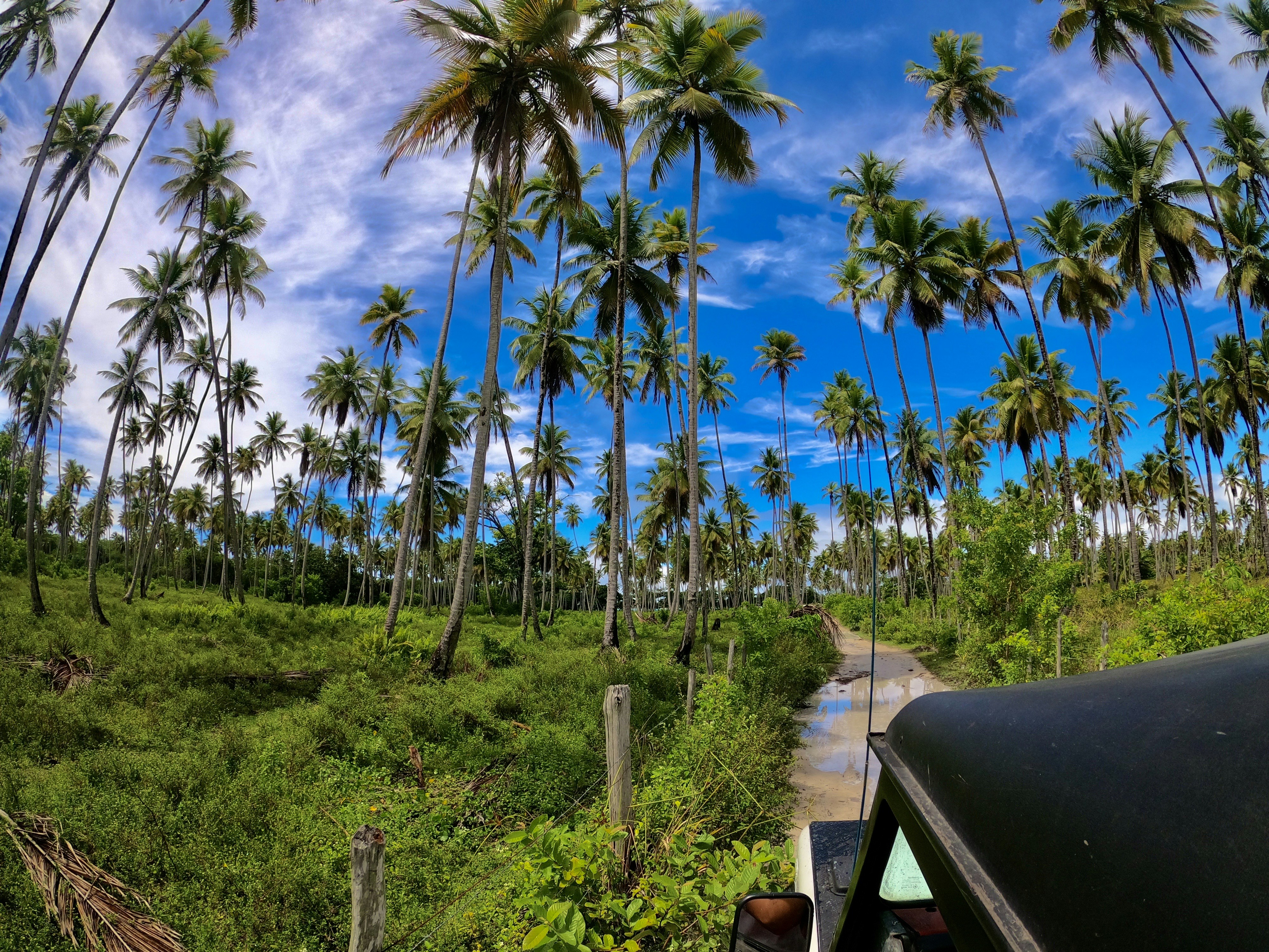 Tall coconut trees sway under a vibrant blue sky with a dirt road winding through lush greenery.