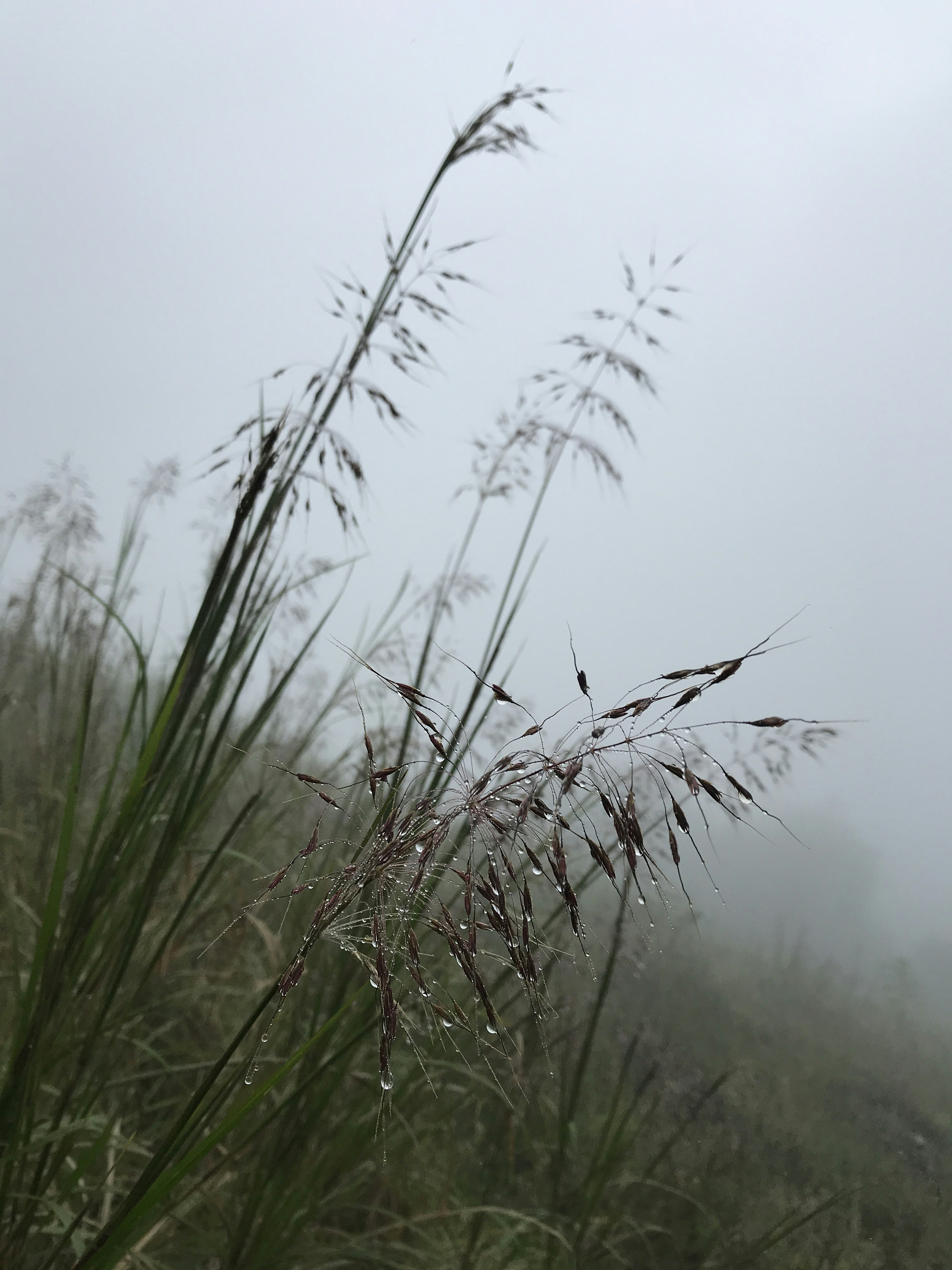 green grass field during foggy day