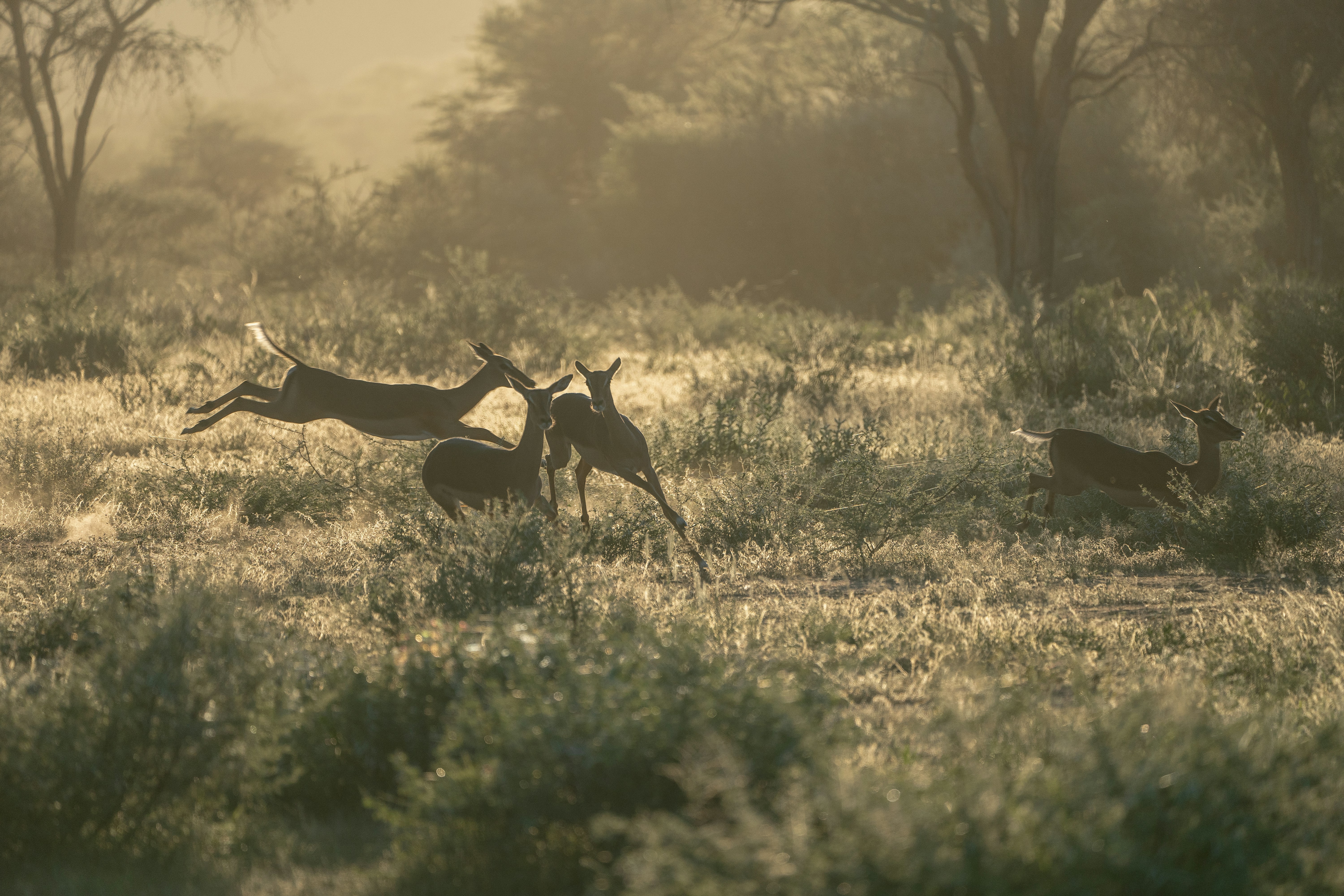 Brown deer on green grass field during daytime photo – Free Namibia ...