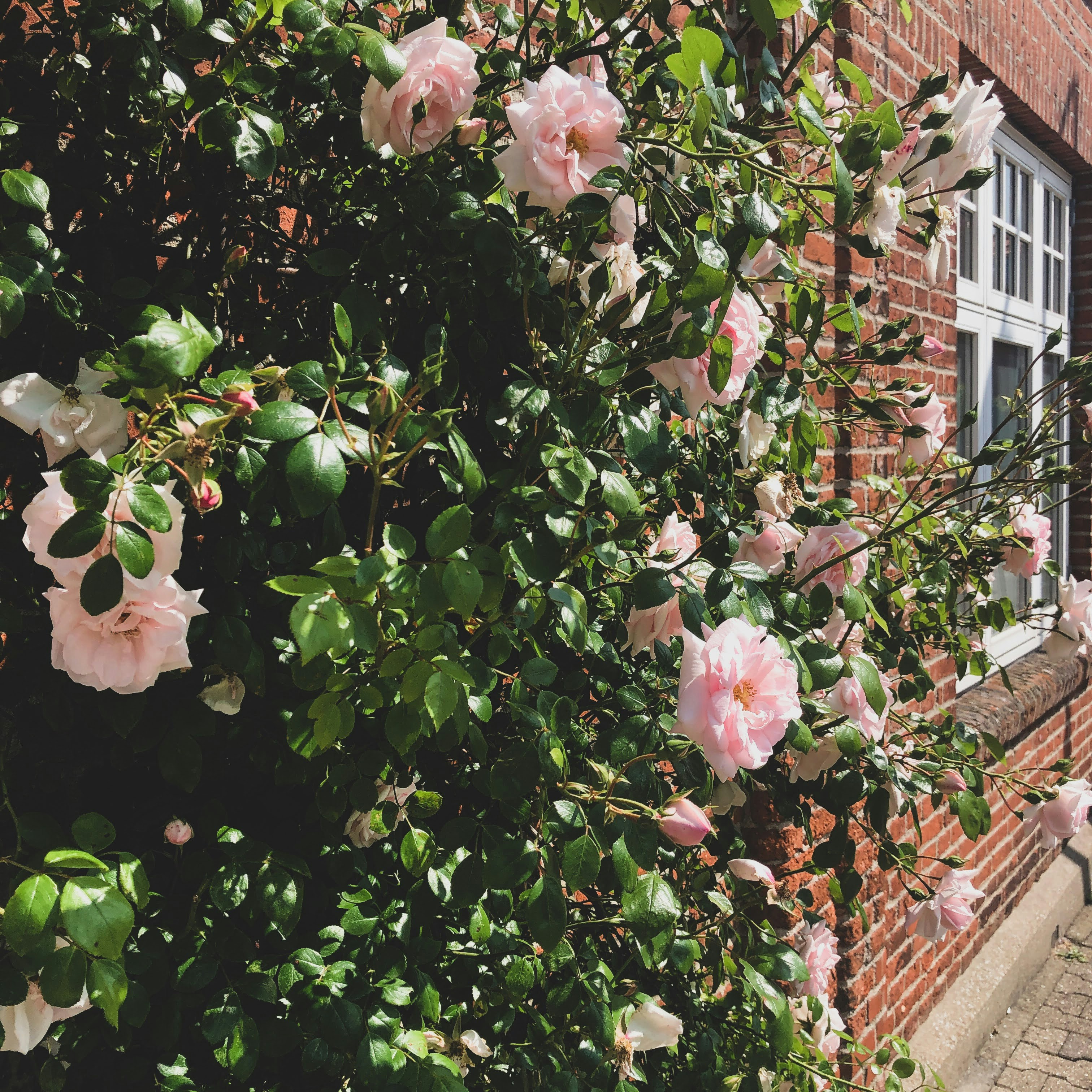Pink Roses Framing a Brick Wall Window