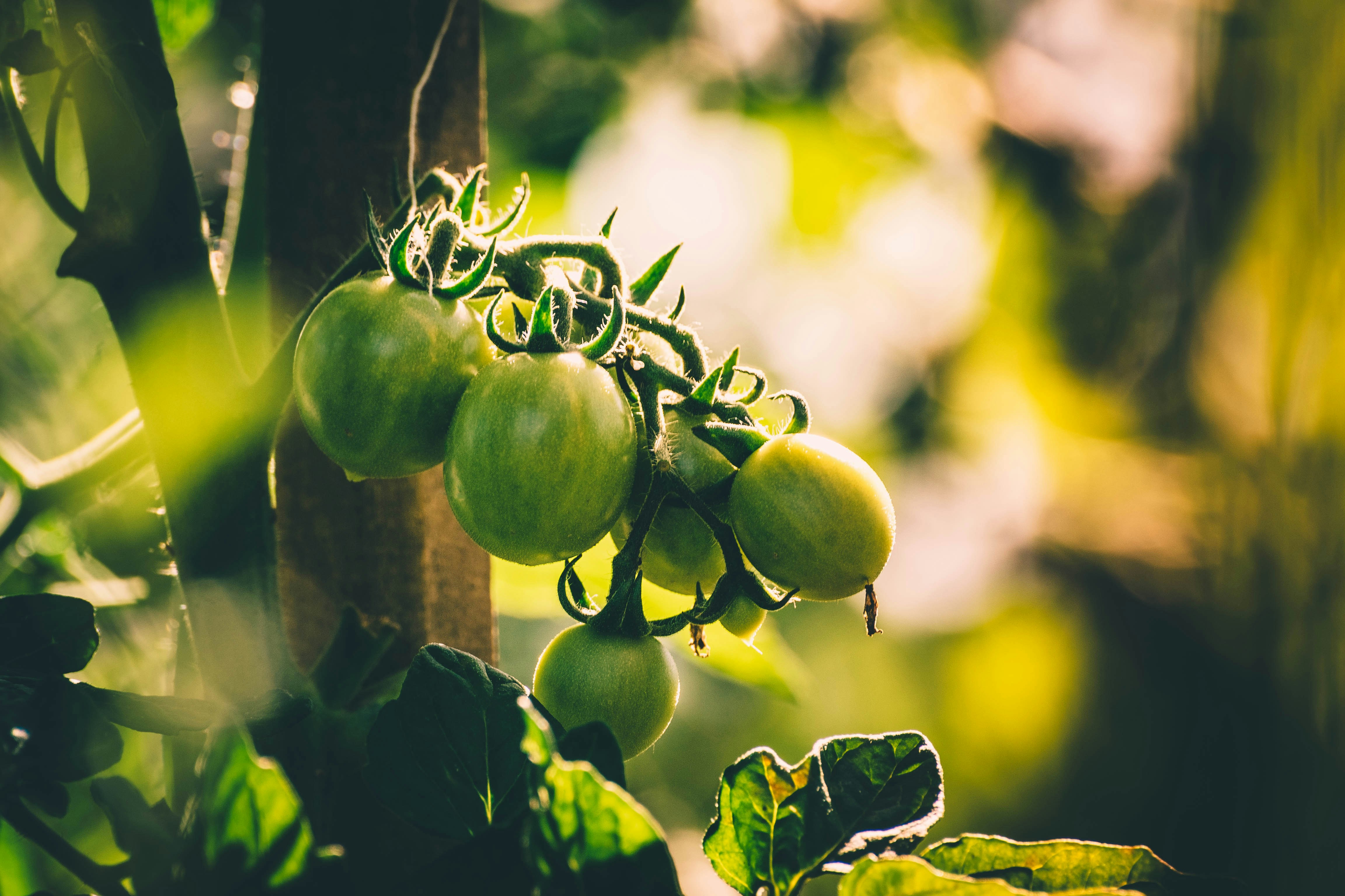 Green round fruit on tree branch photo – Free Plant Image on Unsplash