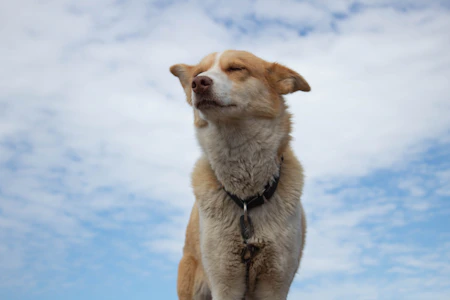 Grounded in Confidence: A Dog’s Serenade to the Sky