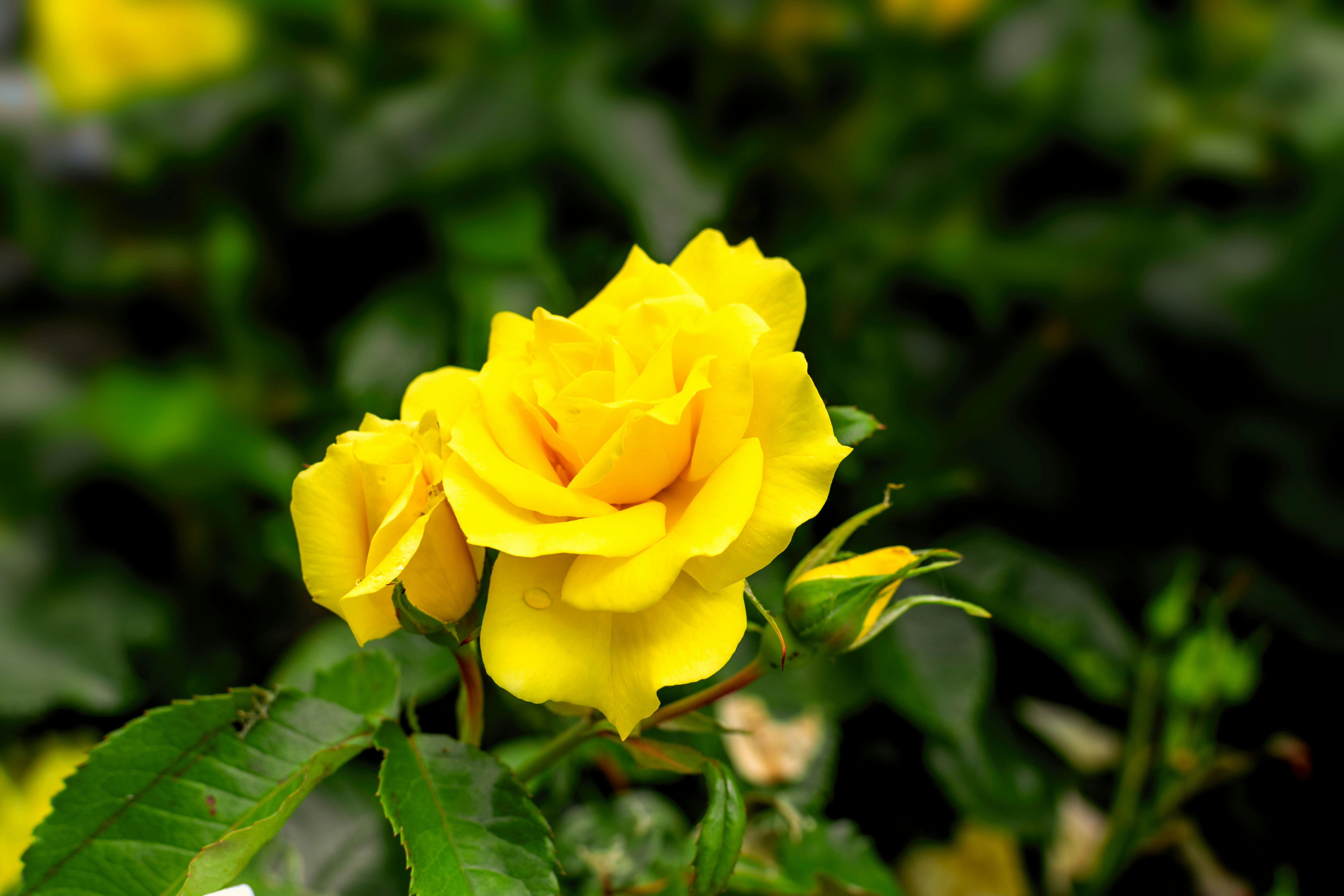 350+ Yellow Rose Pictures [HD] | Download Free Images on Unsplash
