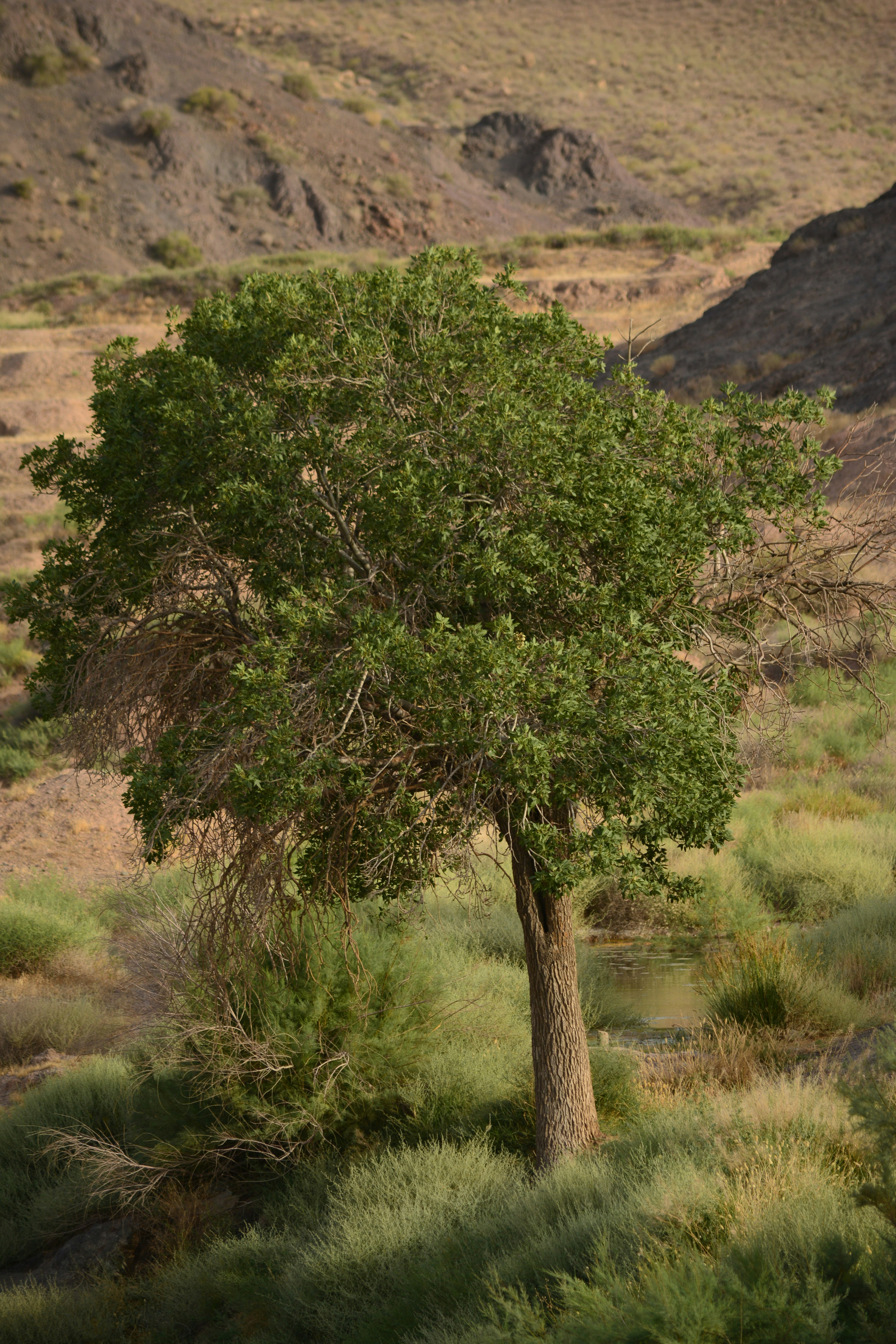 Lone Verdant Canopy Standing in a Desert Valley