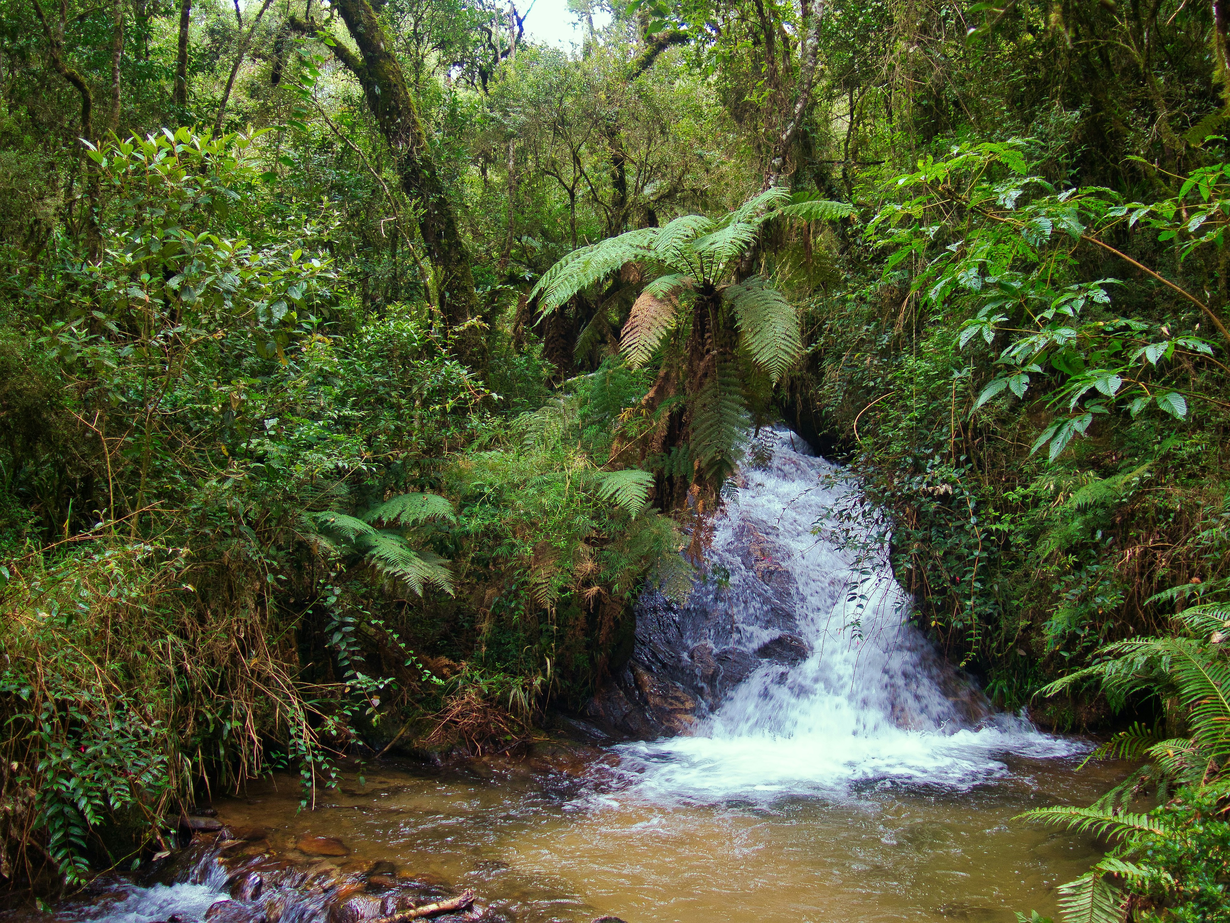 Small waterfall flowing through lush green forest with ferns and a clear stream.