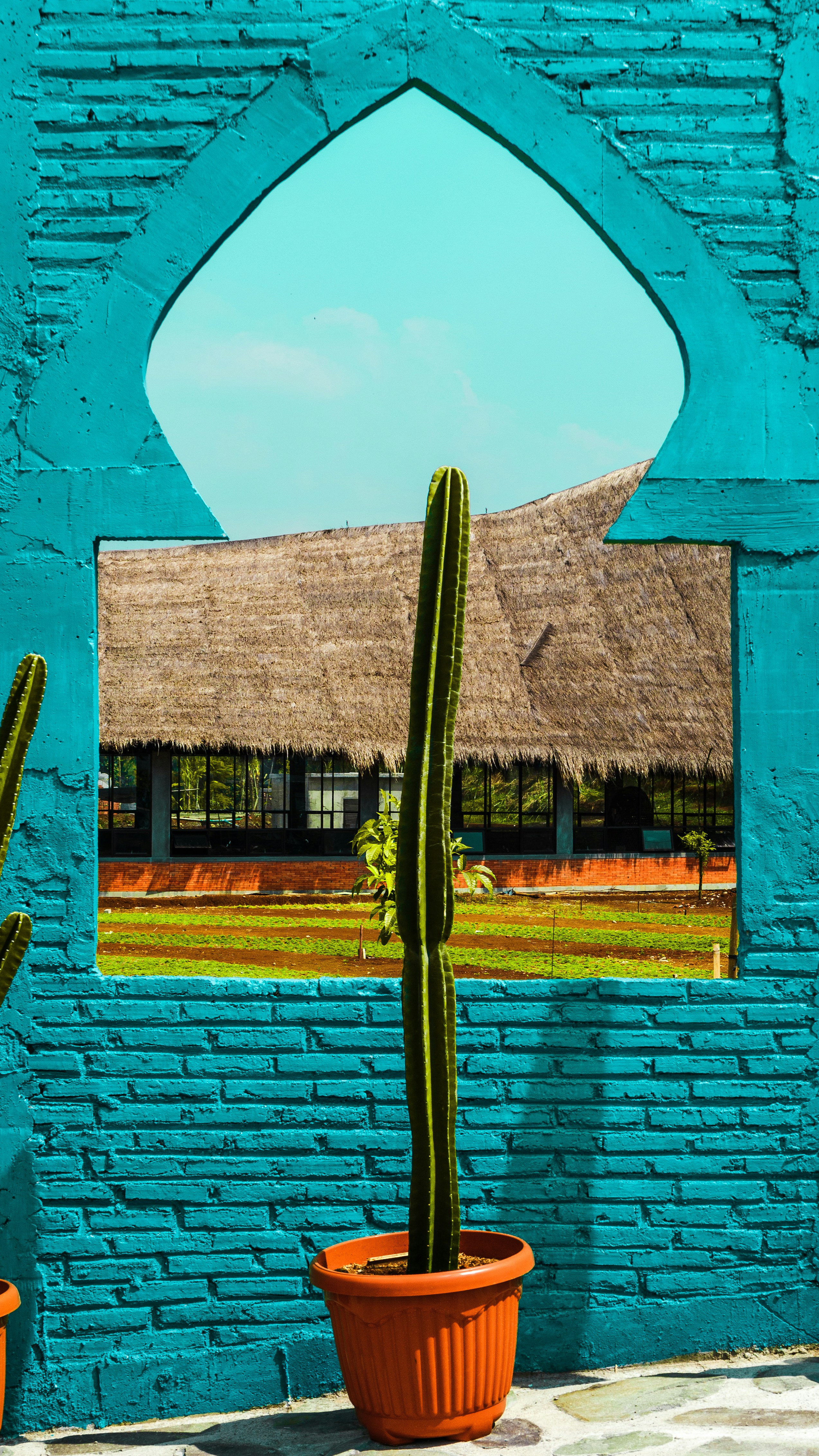 Cactus in a Turquoise Arch: Sunlit Courtyard Framed by Color