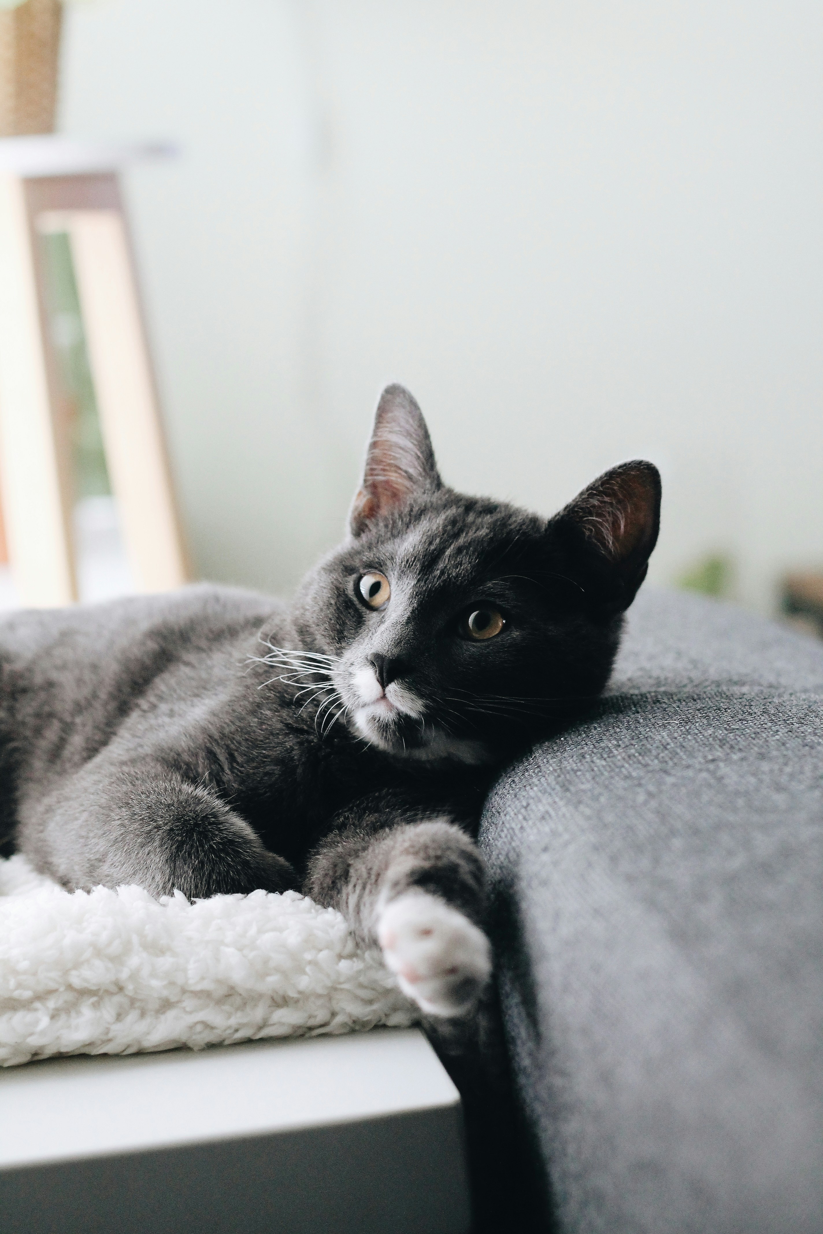 A gray cat lounges comfortably on a soft surface, gazing curiously with bright eyes. The warm ambiance of the room enhances the tranquil scene.