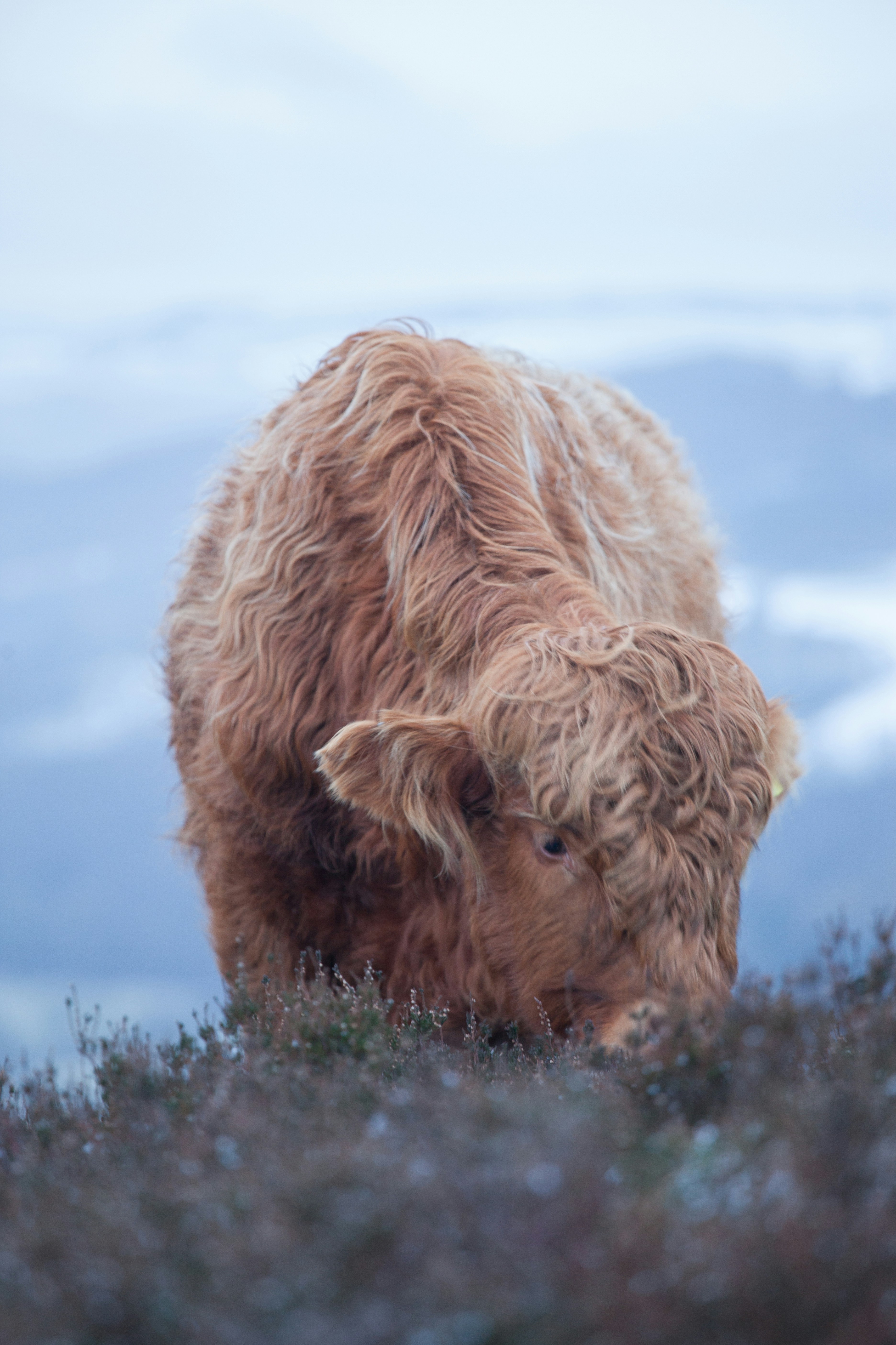 brown cow on green grass field during daytime