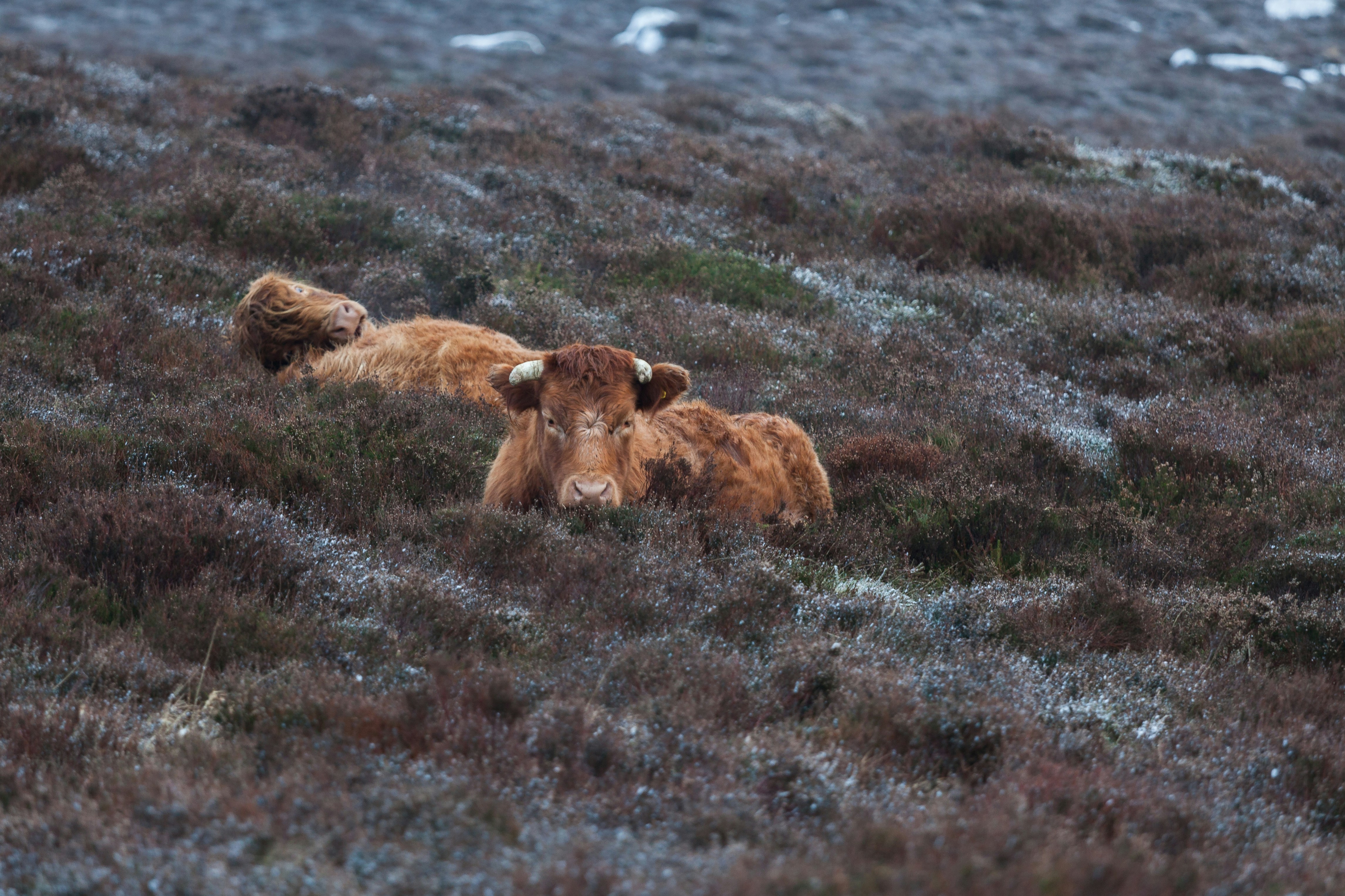 Two Highland Cattle Rest Amid Frosted Moorland Heather