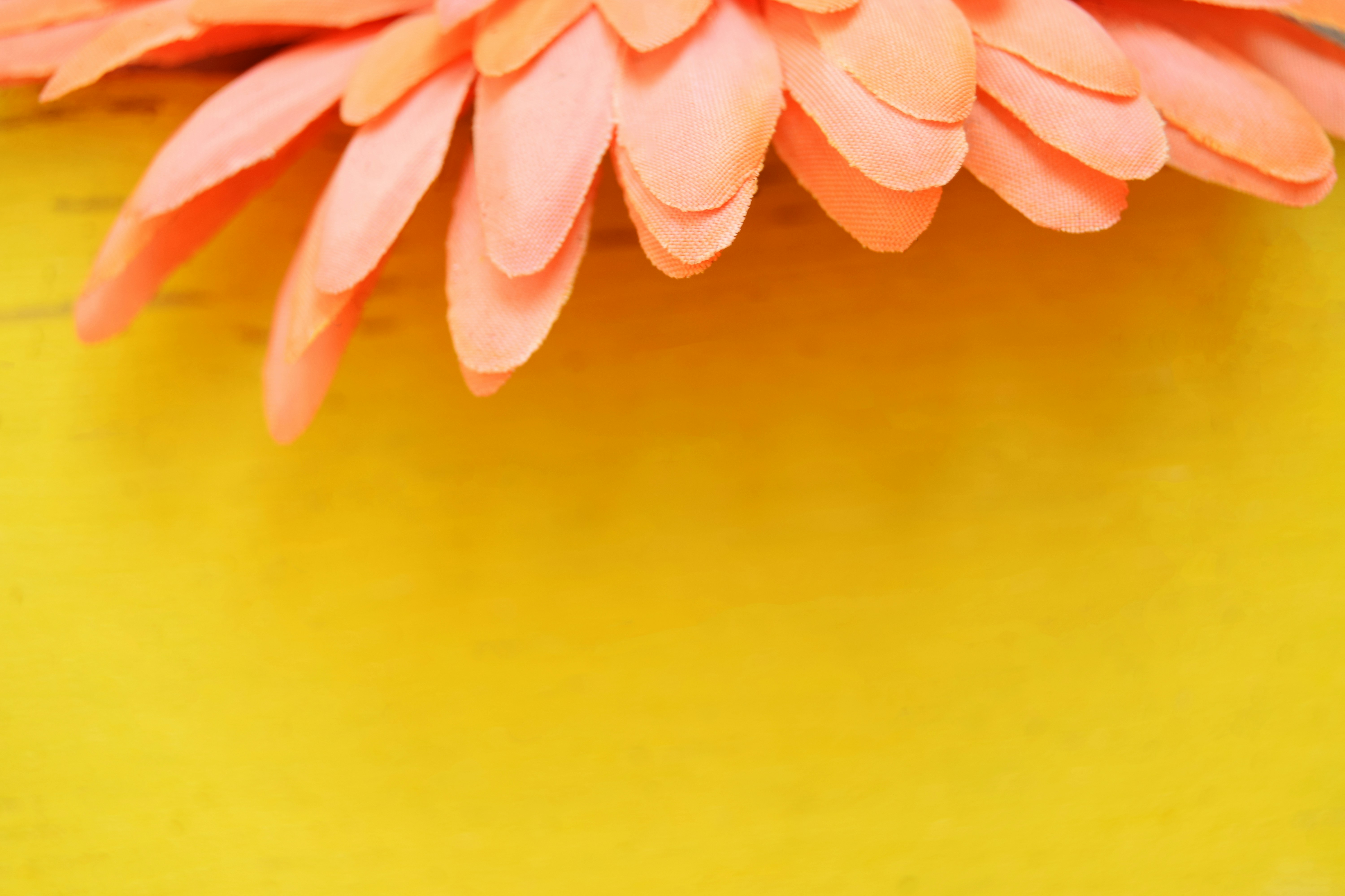 Petals at the Edge: A Macro Moment on a Sunlit Yellow Stage