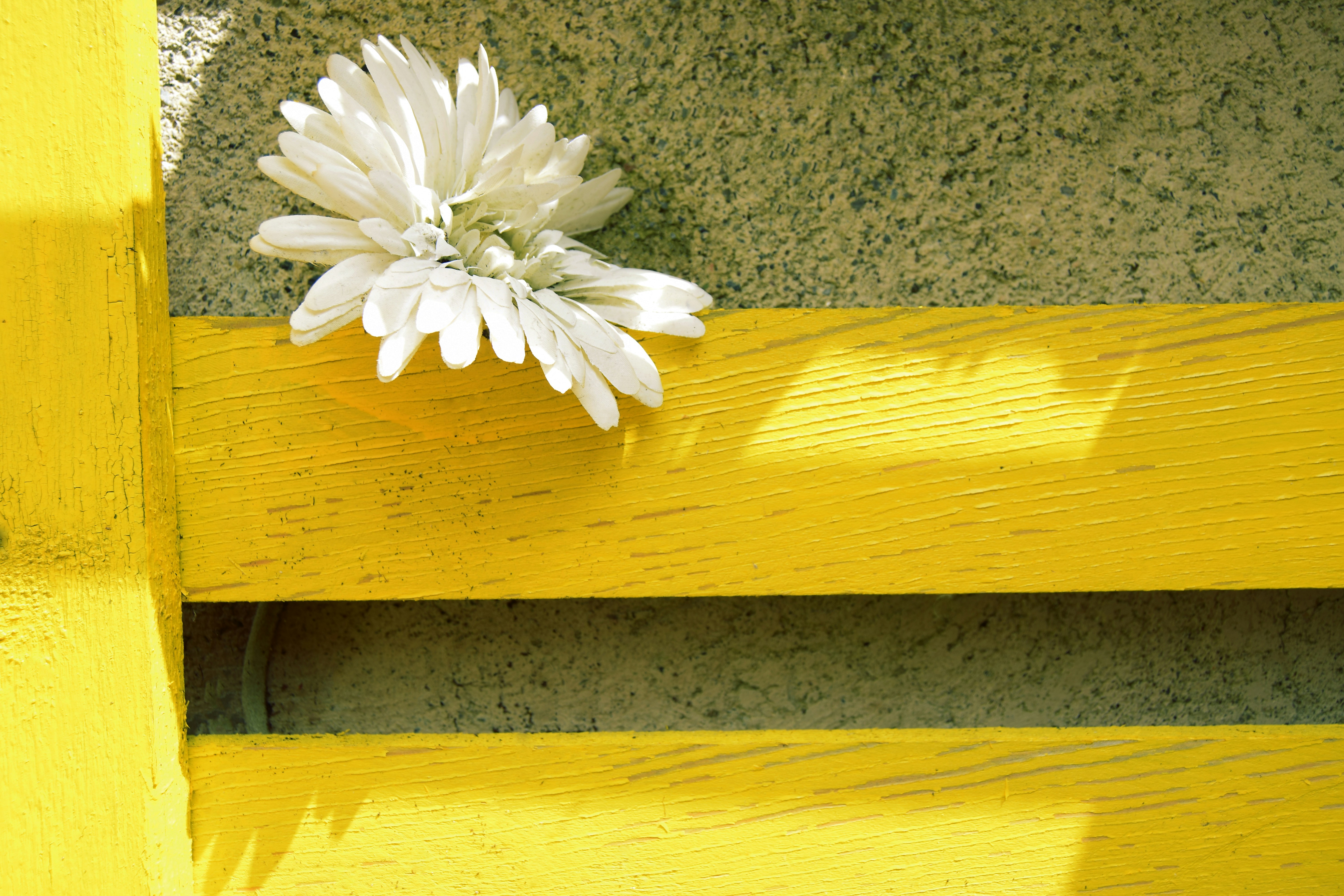 White chrysanthemum resting on sunlit yellow steps