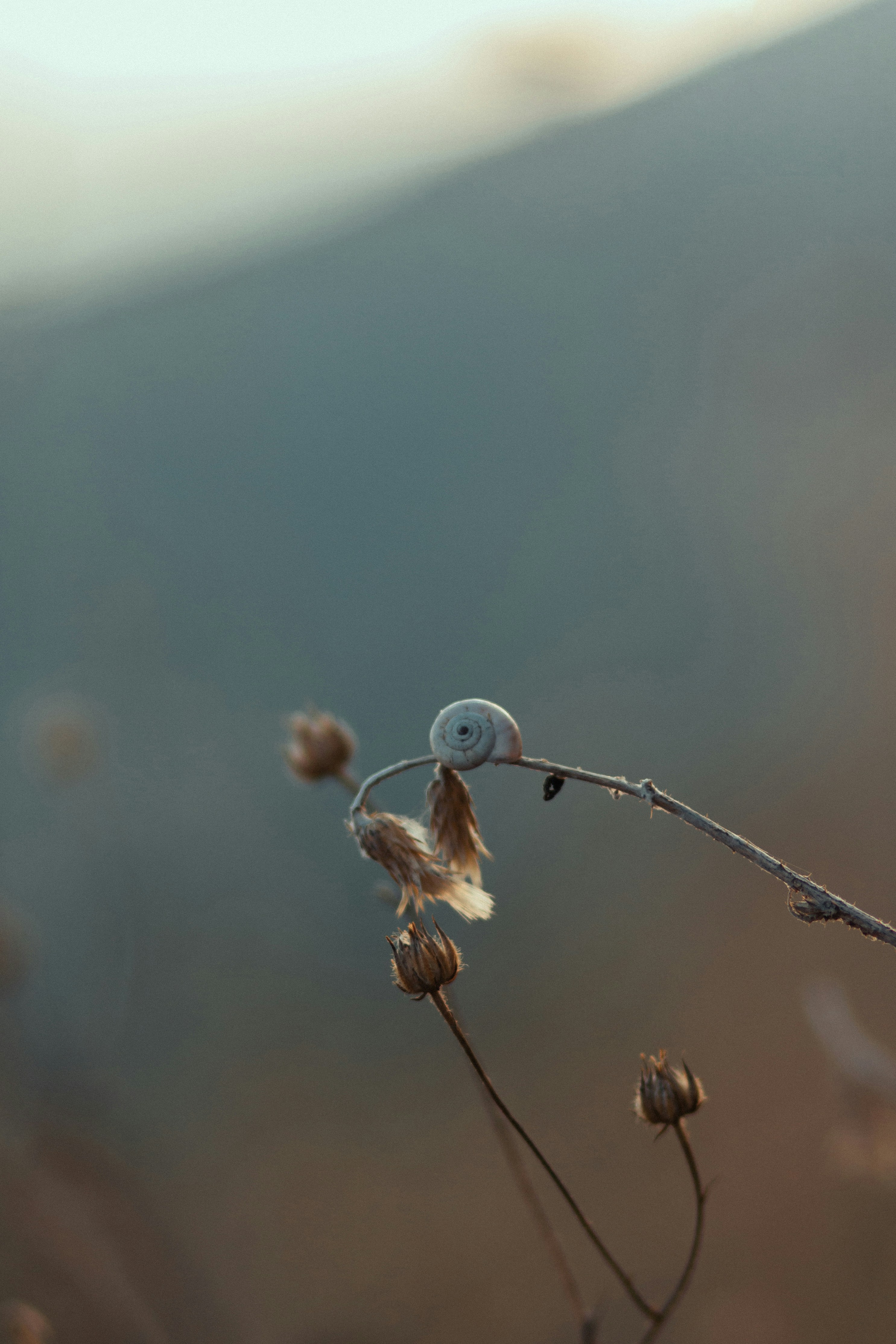 Shell on a Twig: Delicate Portrait in a Quiet Mountain Meadow