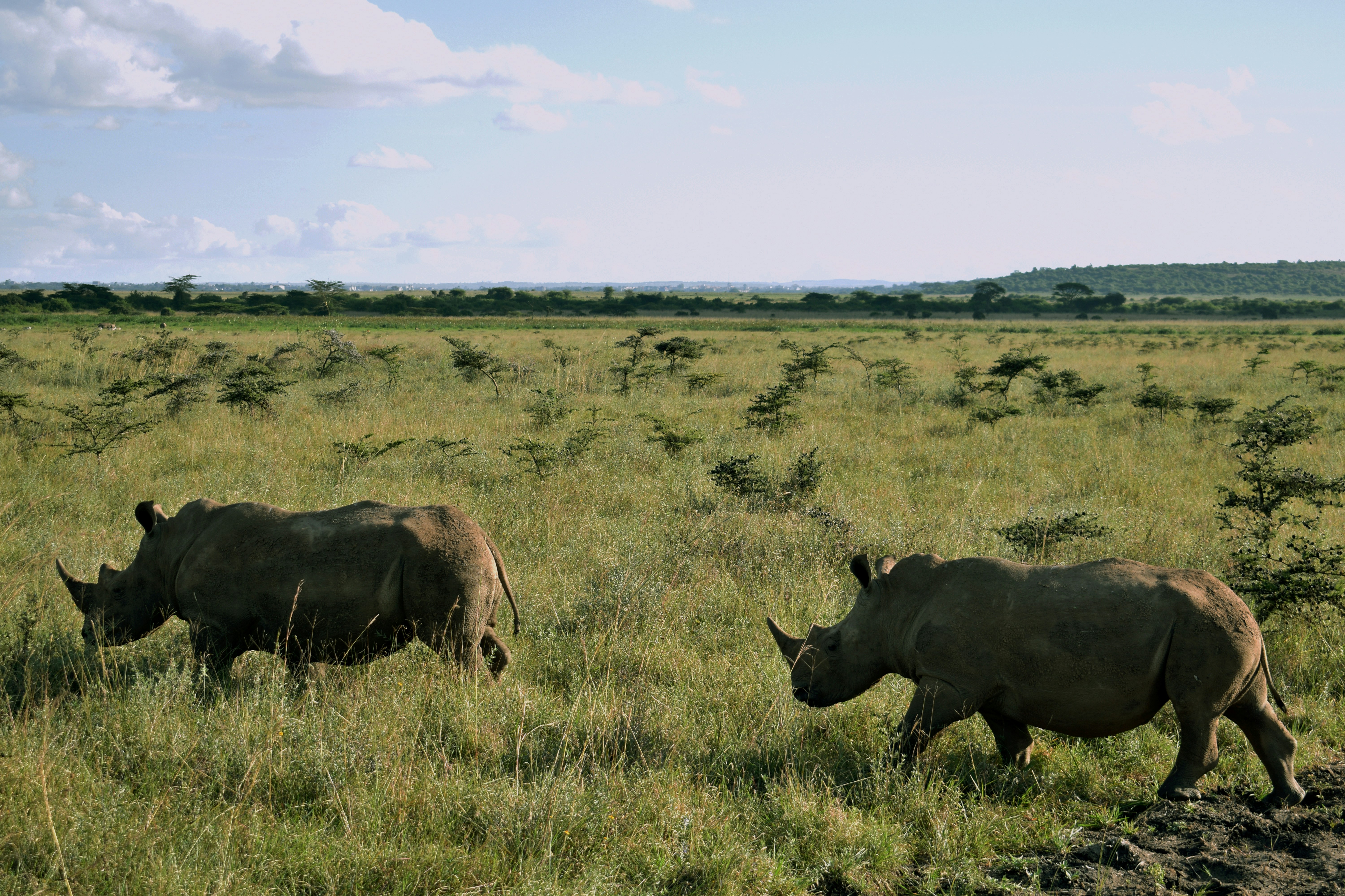 Two male rhinos walking through tall grass under a vast blue sky.