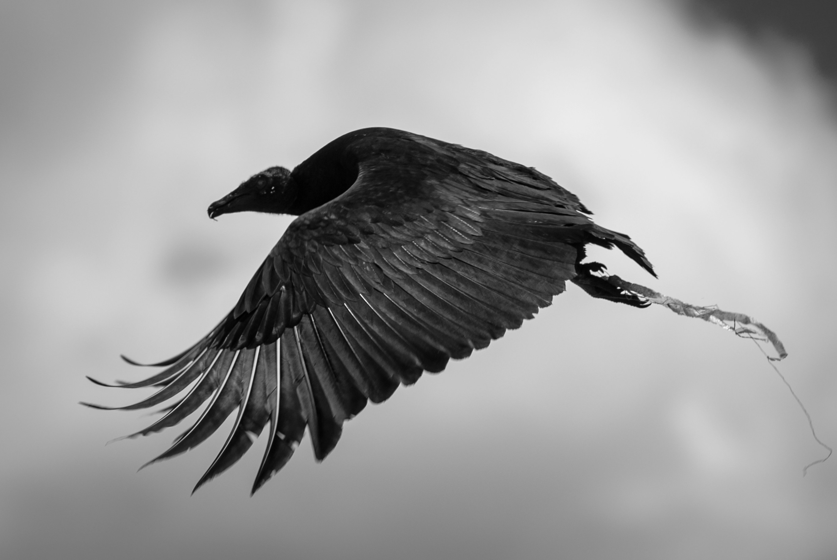 Black and white image of a vulture in mid-flight against a cloudy sky.