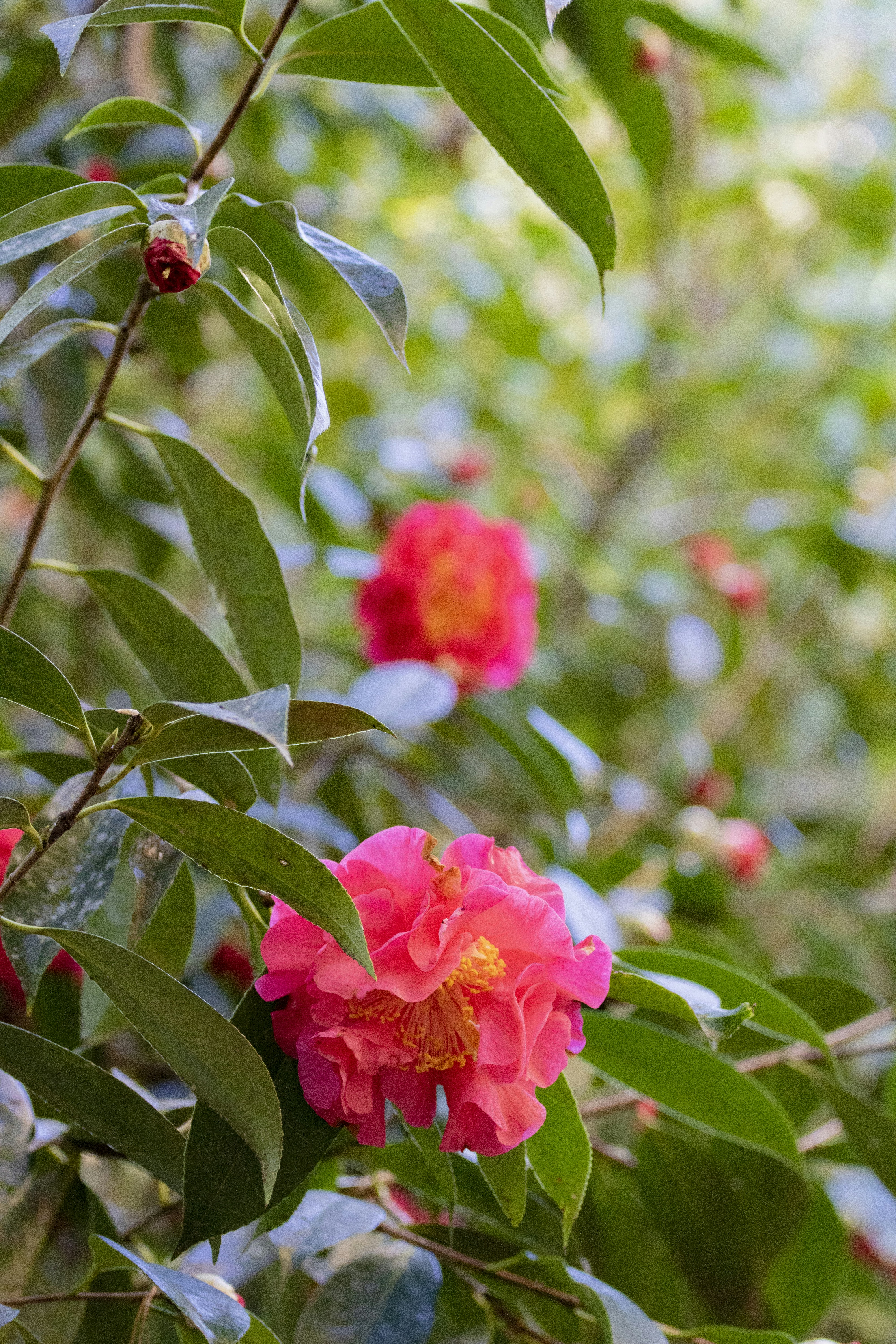 Vibrant pink camellia blooms nestled among lush green leaves, creating a serene garden atmosphere. The soft focus background enhances the floral elegance.