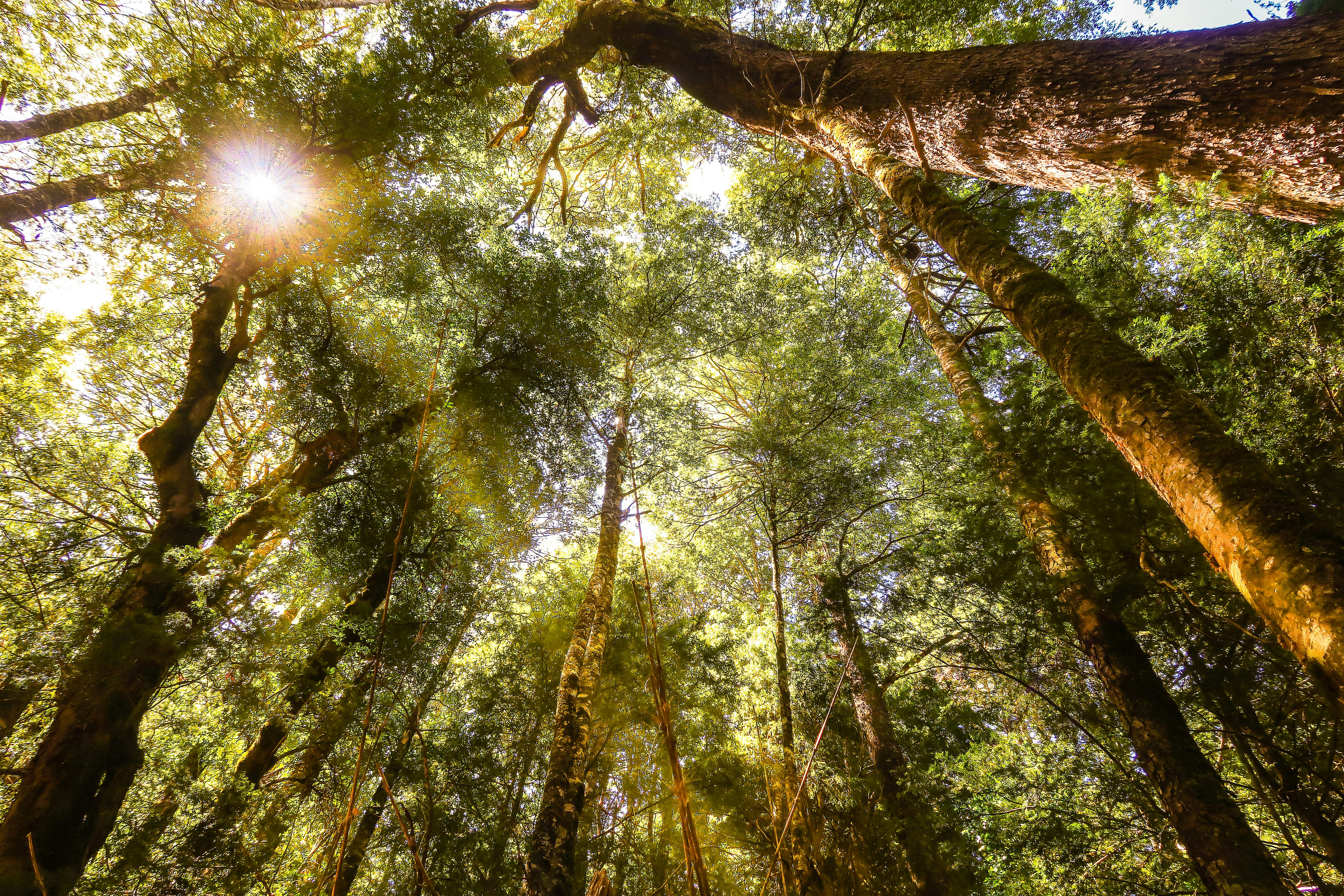 Photographie en contre-plongée d’arbres verts pendant la journée photo ...