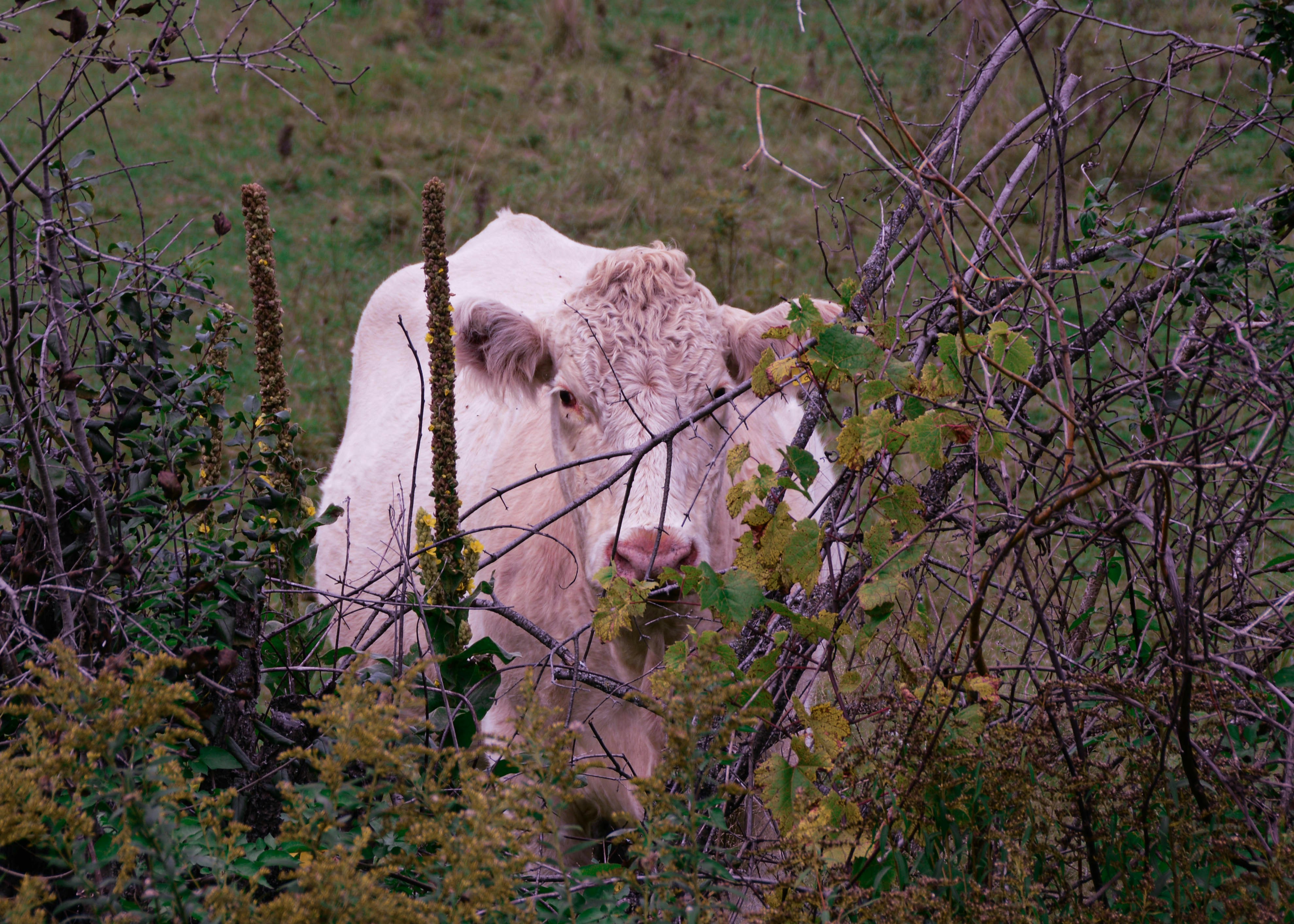 Cow
