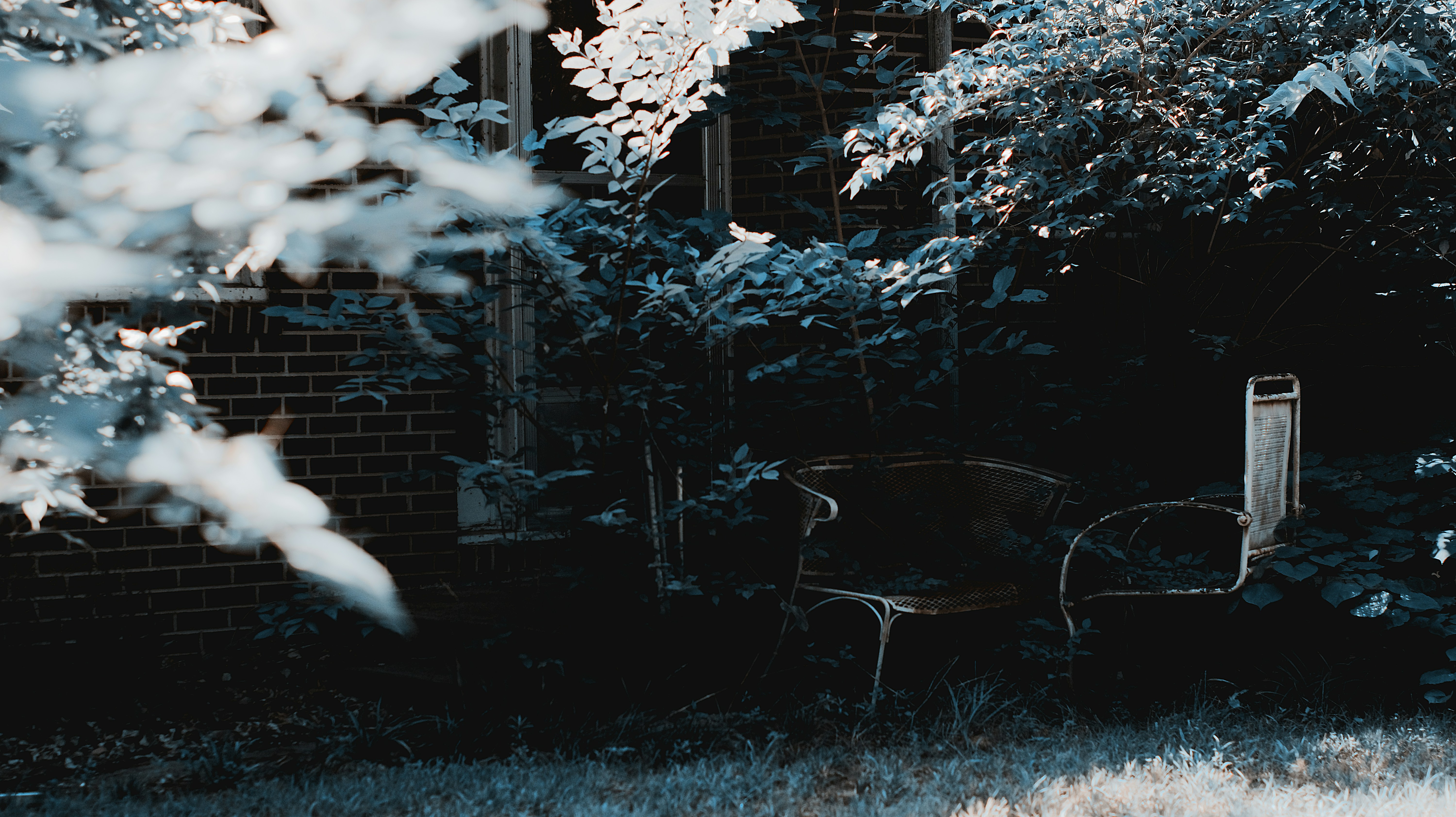 Blue Hour Quiet: A Weathered Bench Resting Amid Veiled Foliage