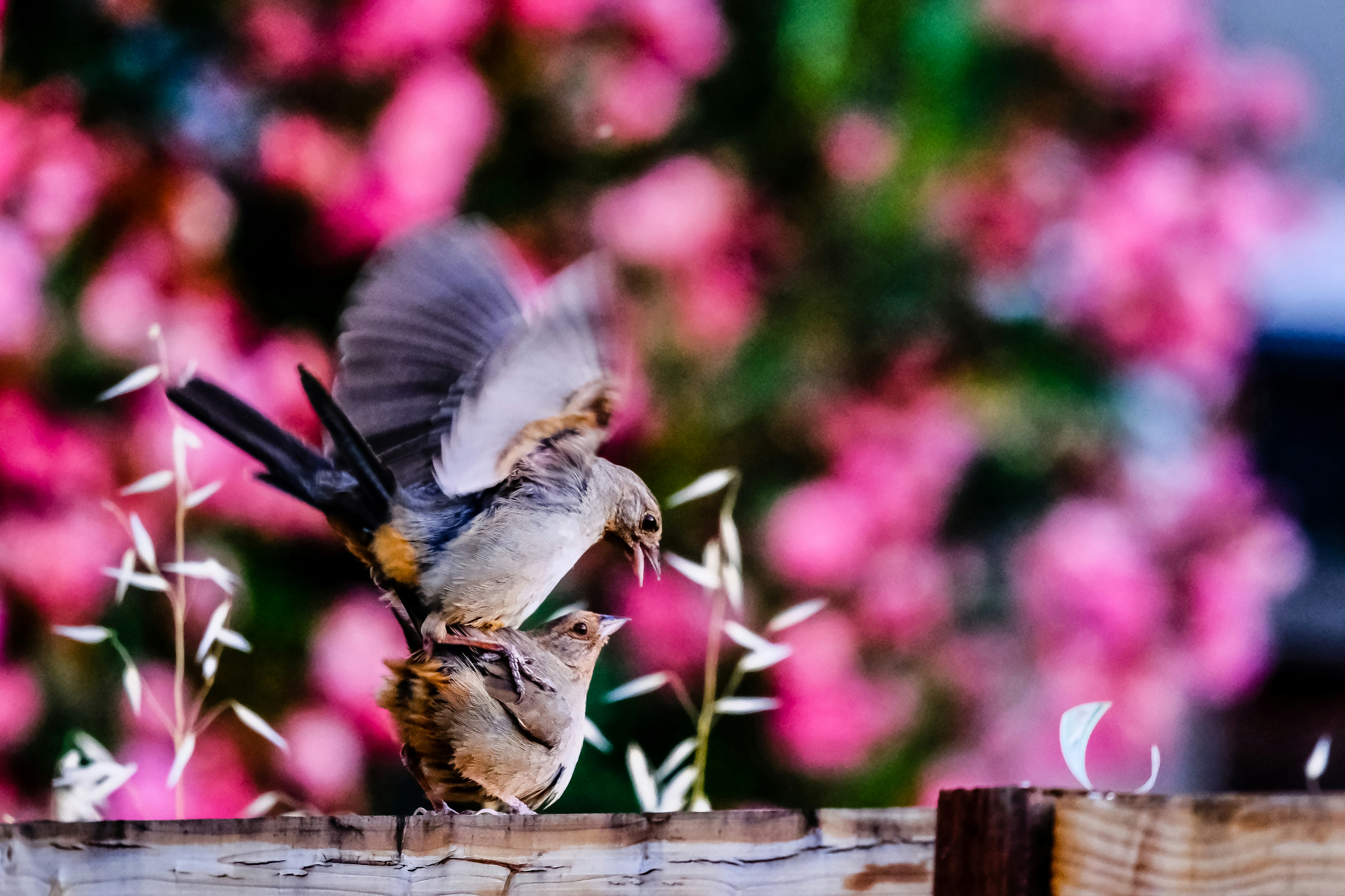 Two fledglings on a wooden rail under pink blossoms