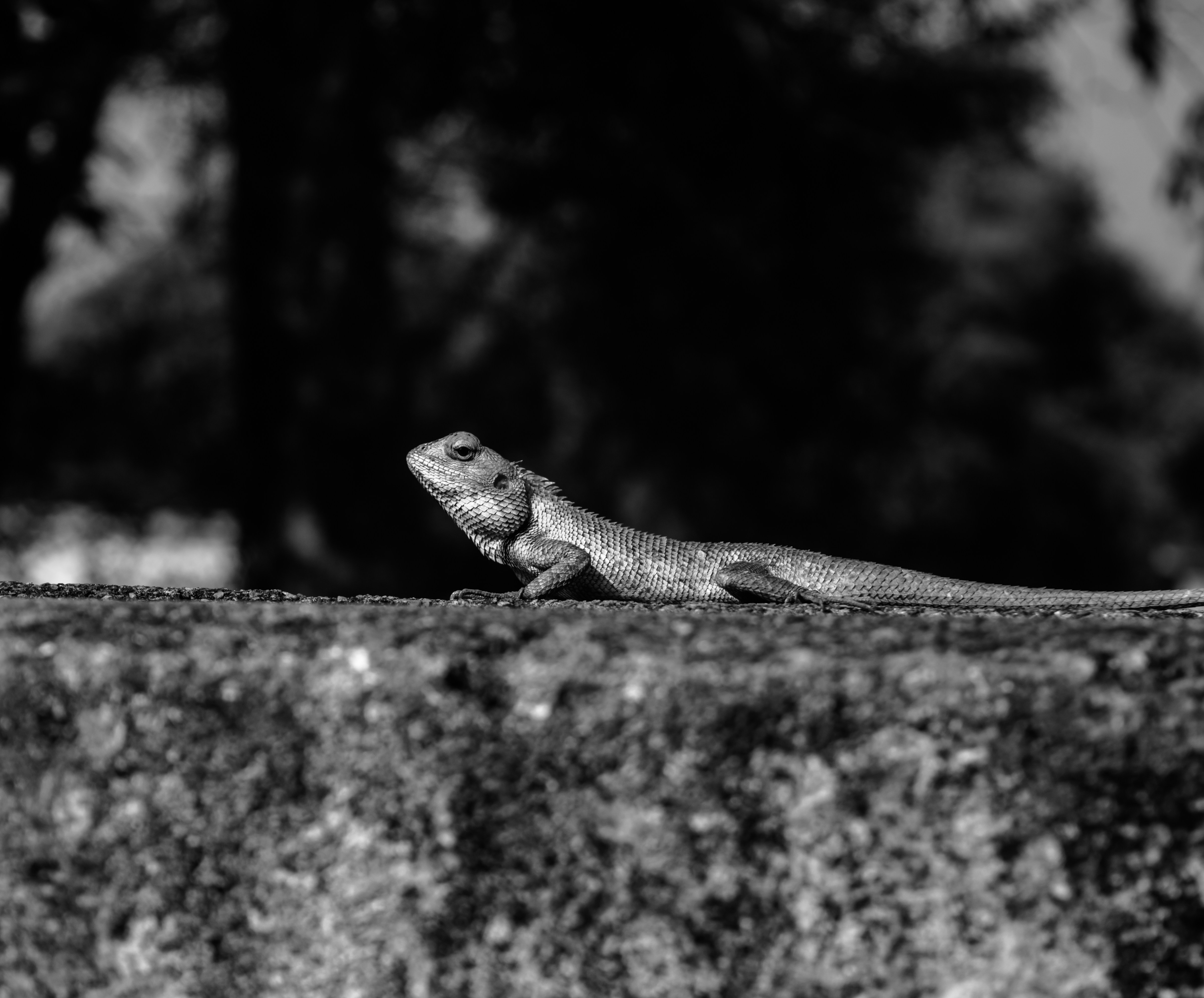 An Oriental Garden Lizard sitting on a wall. Wallpaper for desktop.